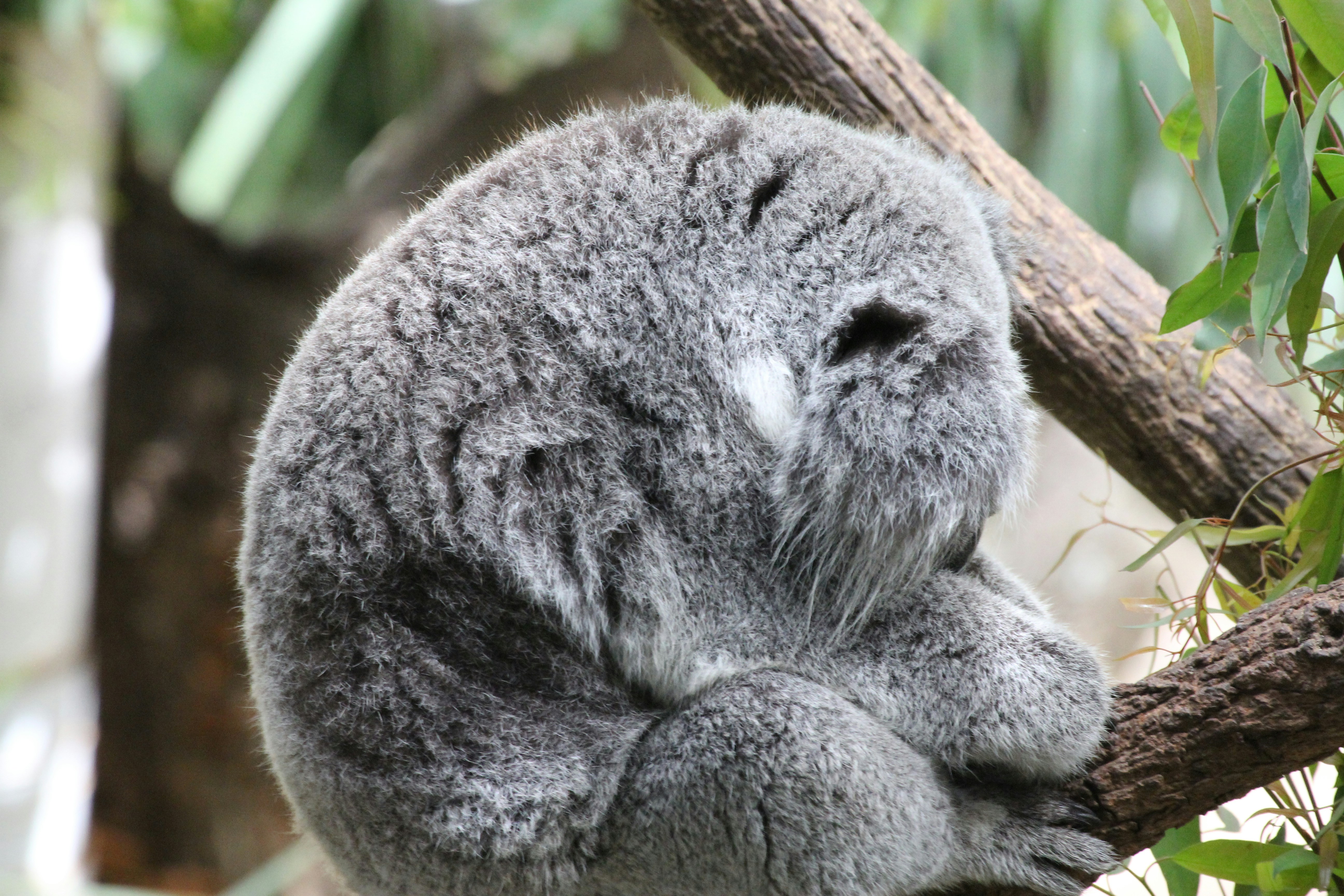 Cozy Koala Doze Among Eucalyptus Branches