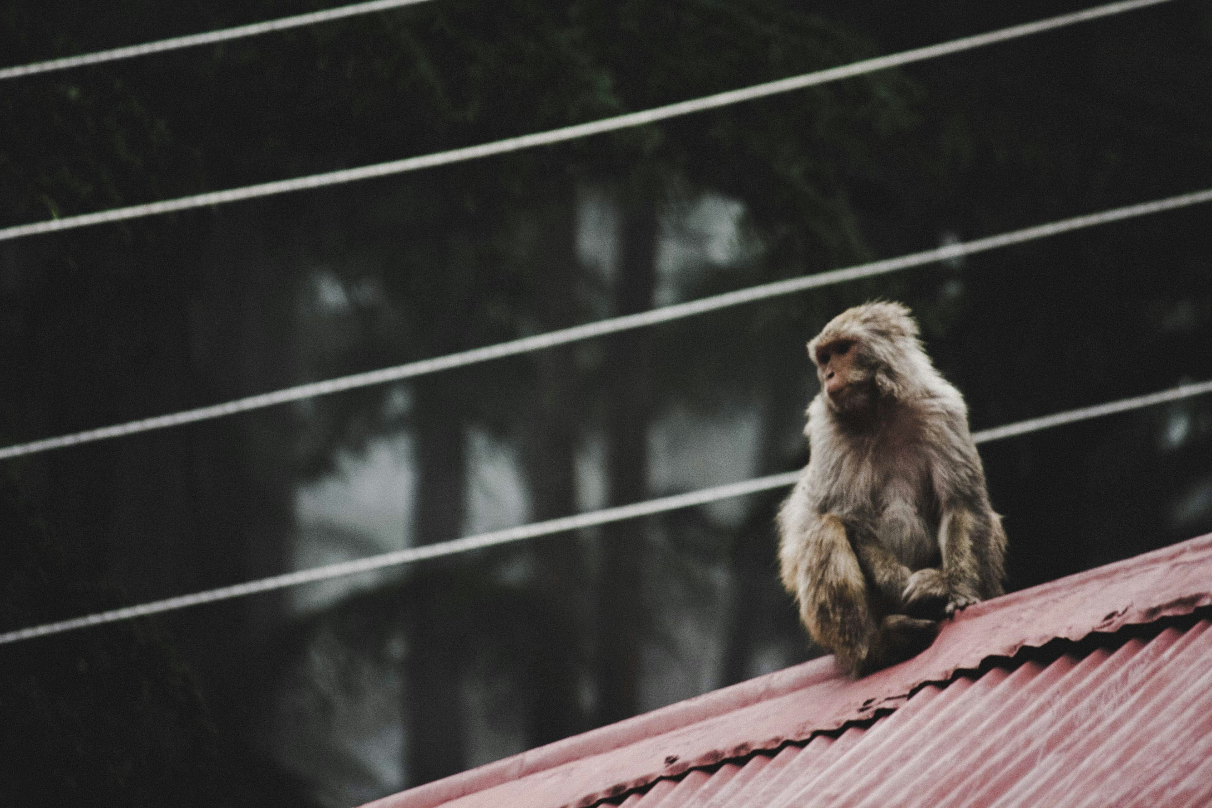 A monkey sits contemplatively on a red rooftop, framed by blurred greenery and power lines in the background.