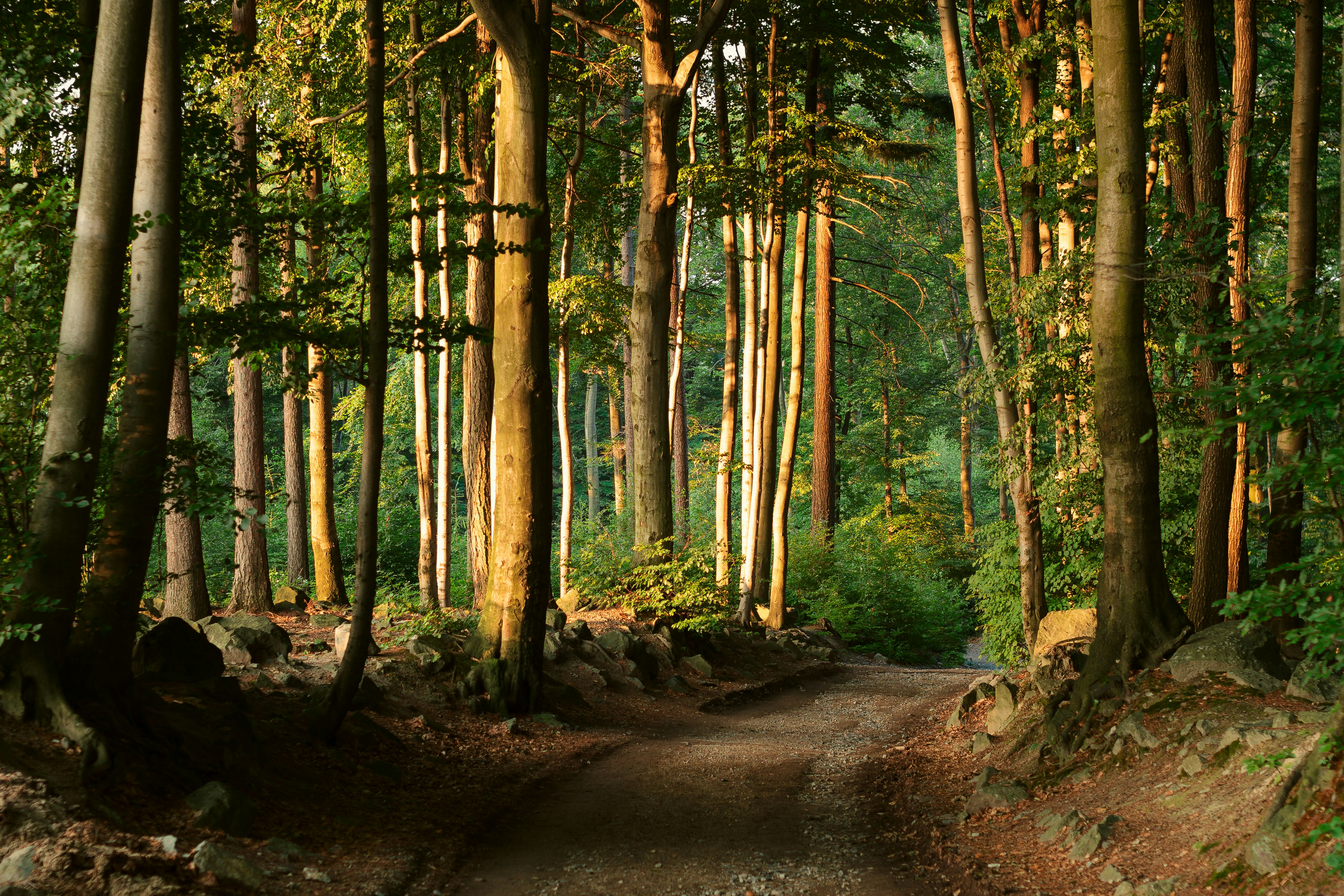 Sunlight filtering through tall forest trees onto a dirt path.