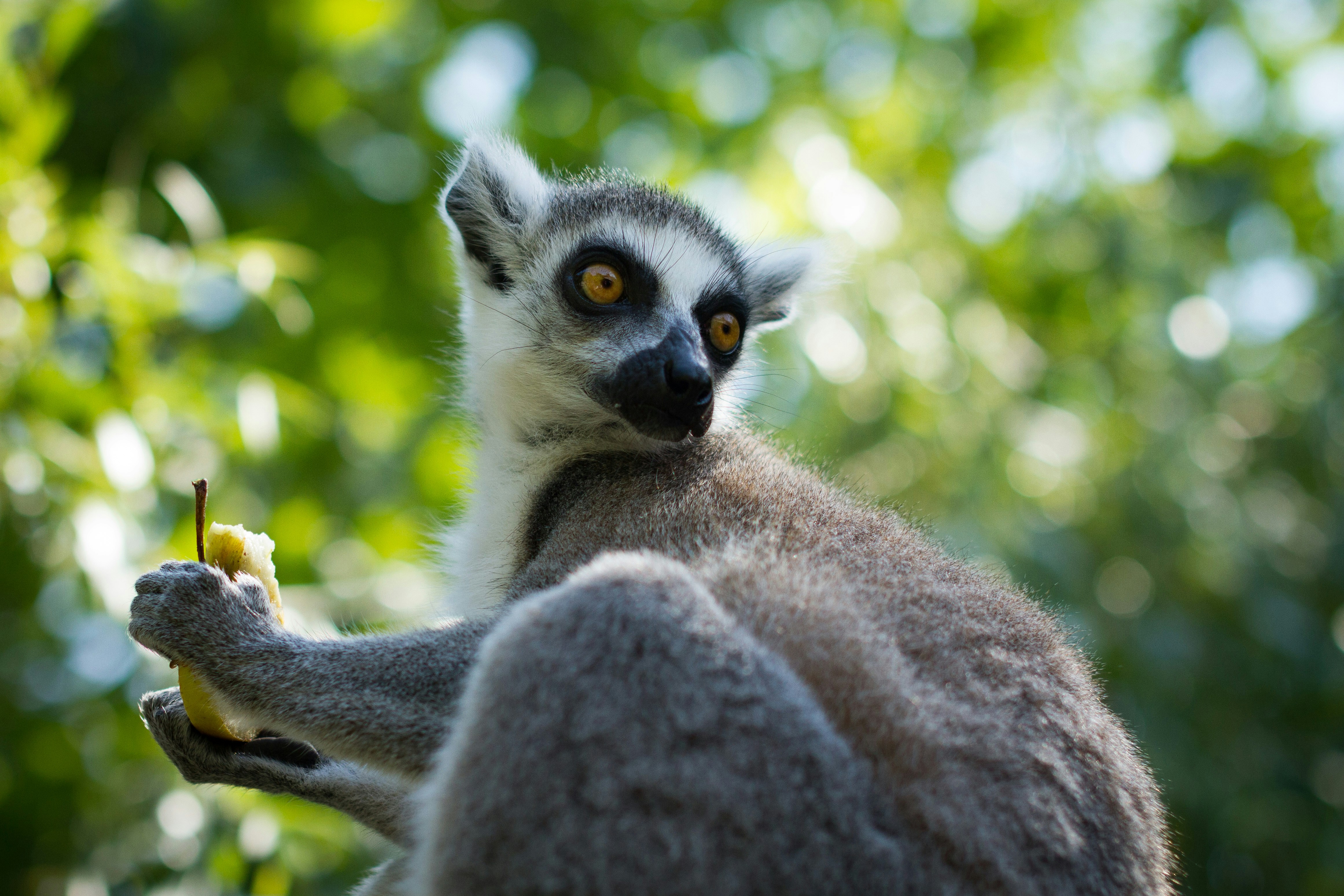 Ring-tailed lemur clutching food, surrounded by vibrant blurred foliage.