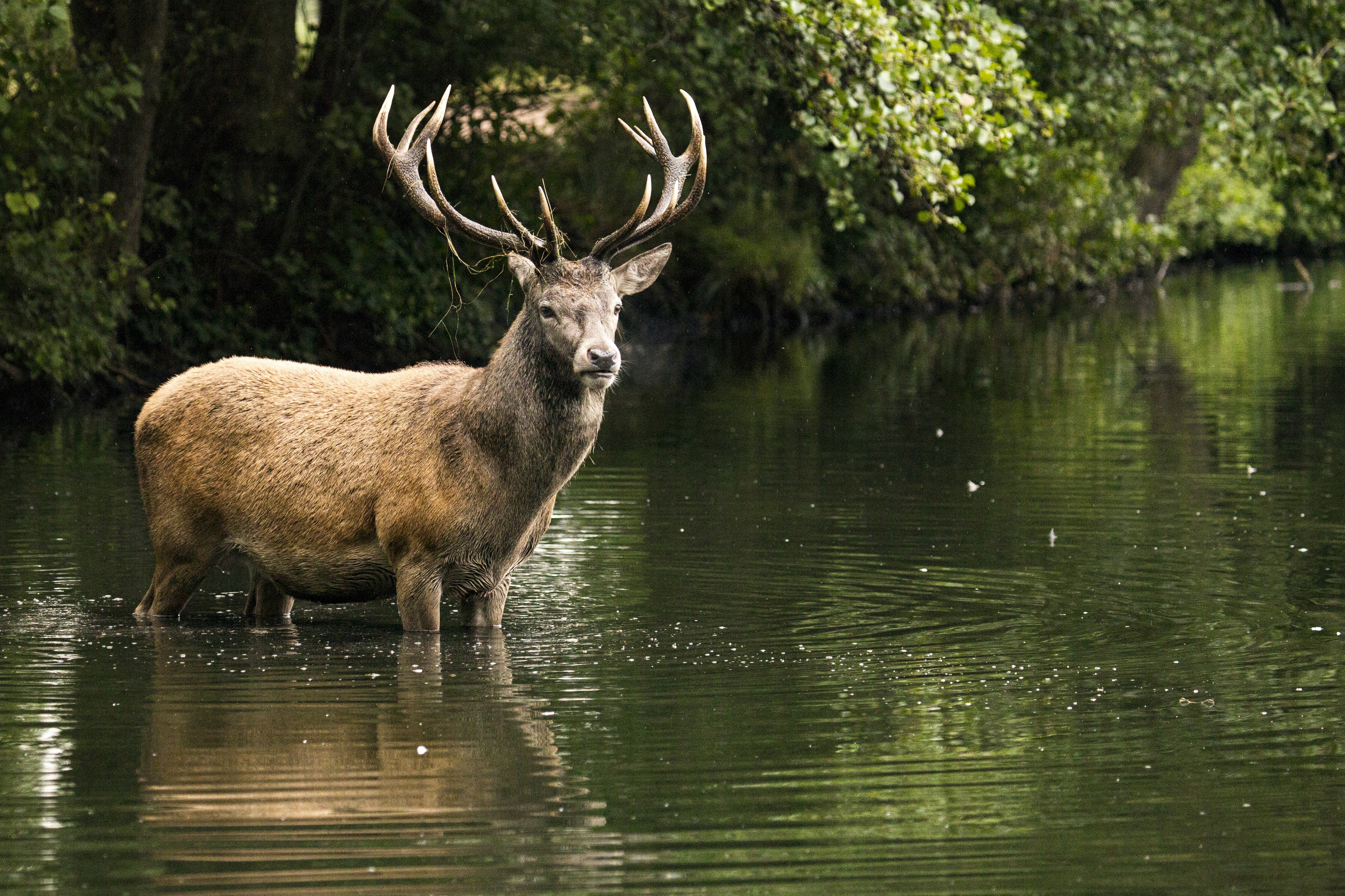 This captivating image features a majestic deer standing gracefully in a tranquil pond, surrounded by lush greenery. The warm, earthy tones of the deer's fur contrast beautifully with the rich greens of the foliage and the soft reflections in the water. The natural lighting enhances the serene atmosphere, making the scene both peaceful and visually striking.