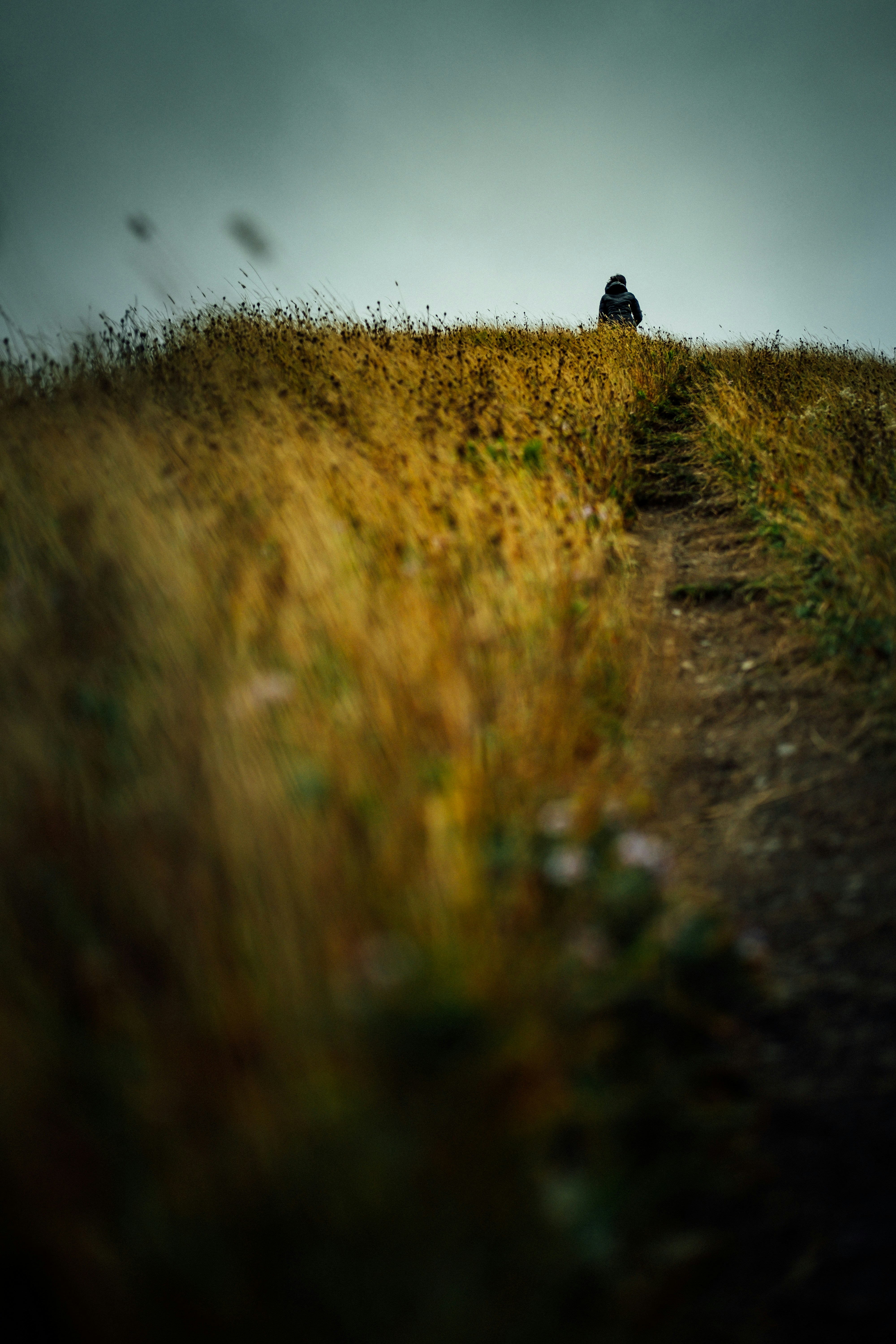 A solitary figure ascends a winding path through tall golden grasses under an overcast sky.