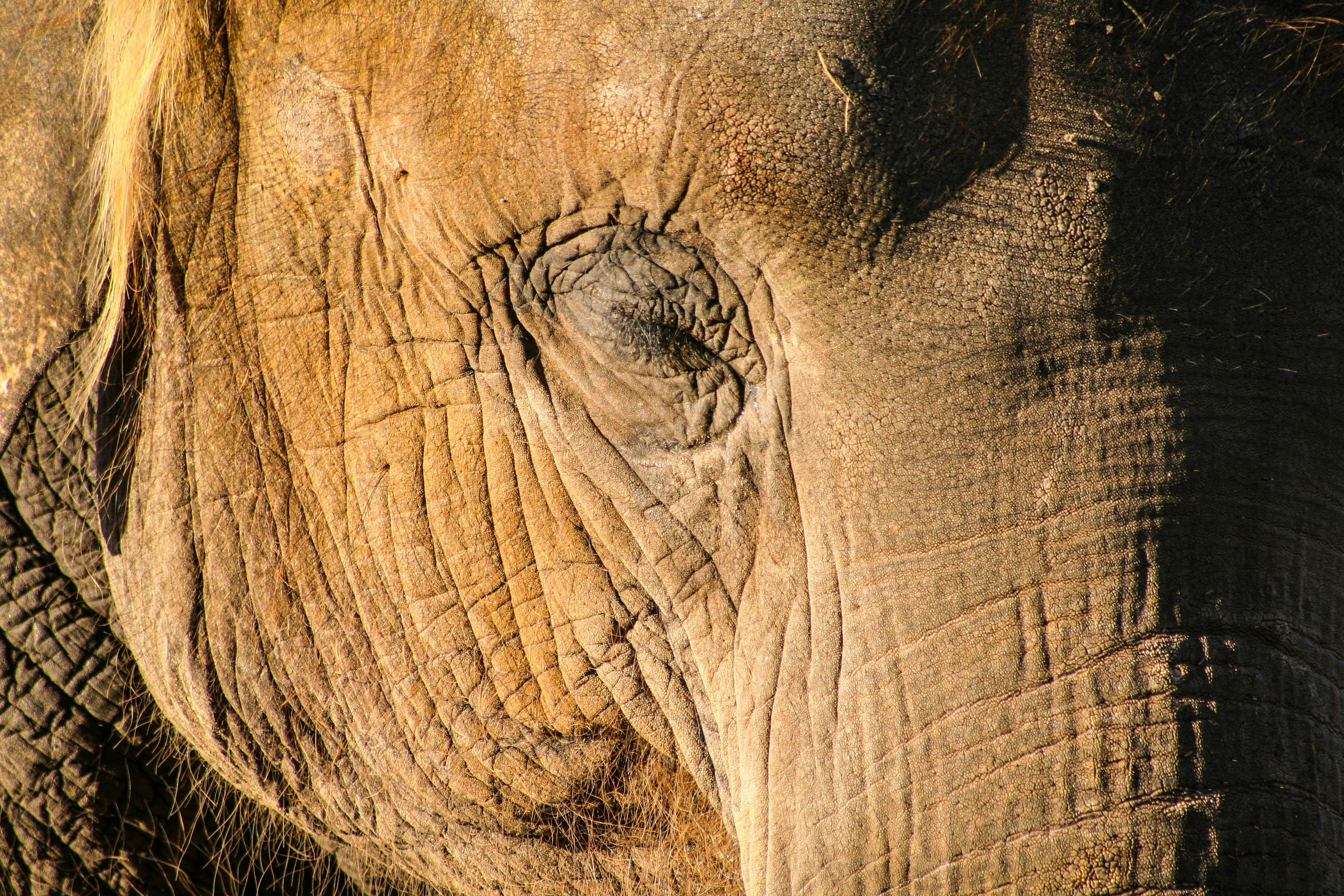 Close-up of an elephant's eye and textured skin, showcasing the intricate details and natural beauty of this majestic creature.