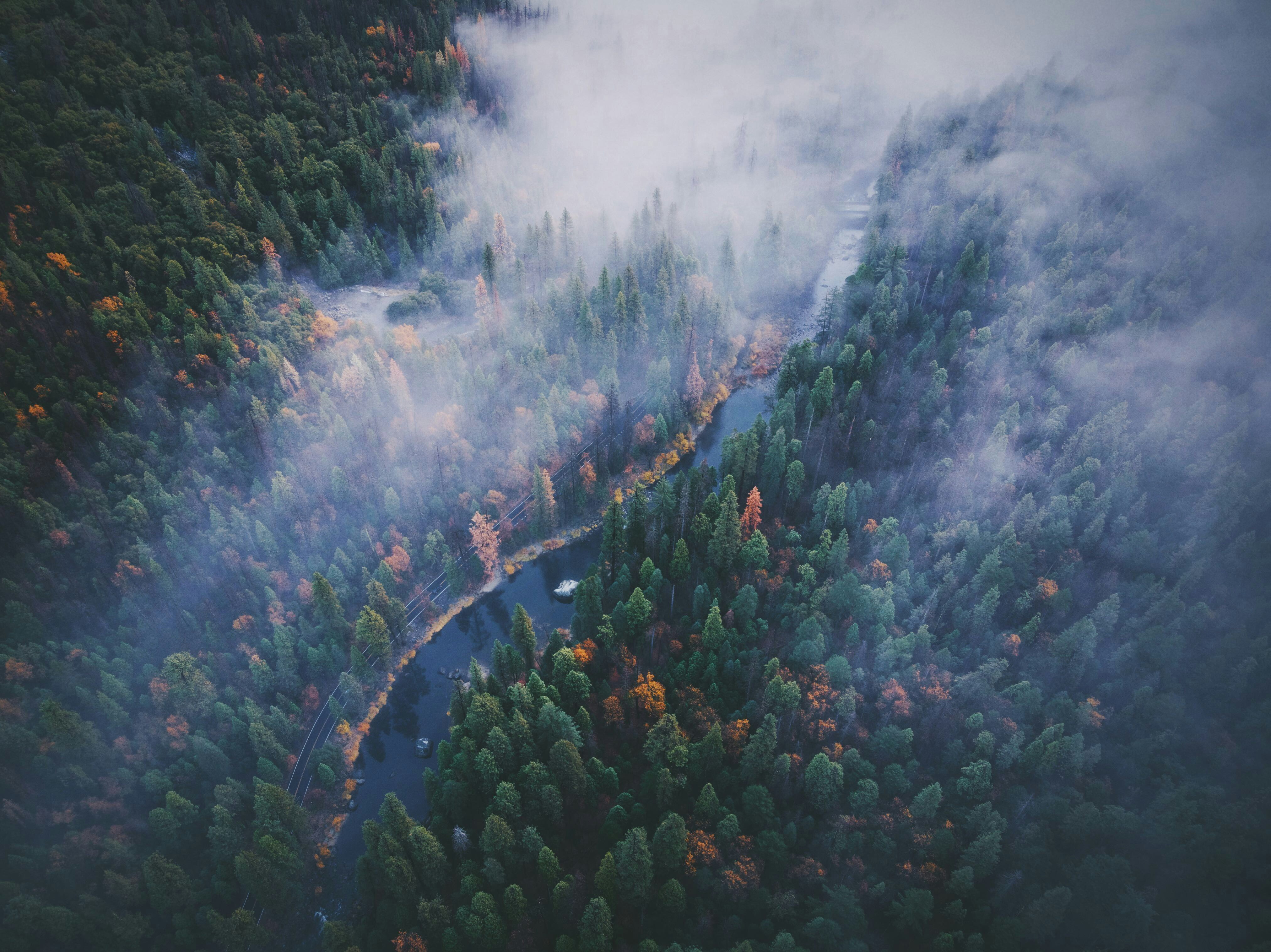 Aerial view of a winding road through mist-shrouded autumn forests in Yosemite, revealing vibrant foliage amidst the fog.