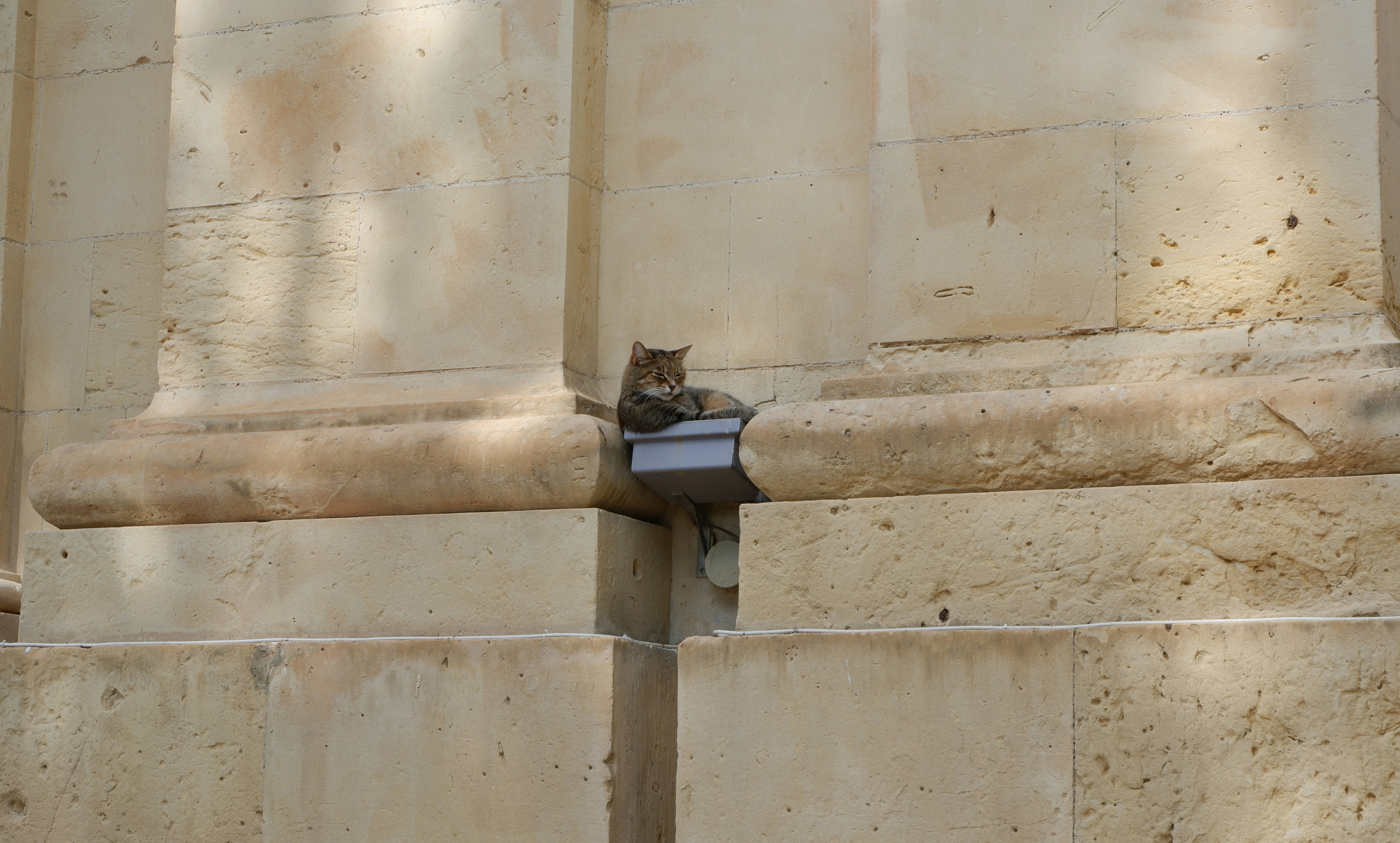 The Stone Watcher: a cat peeks from a narrow architectural gap