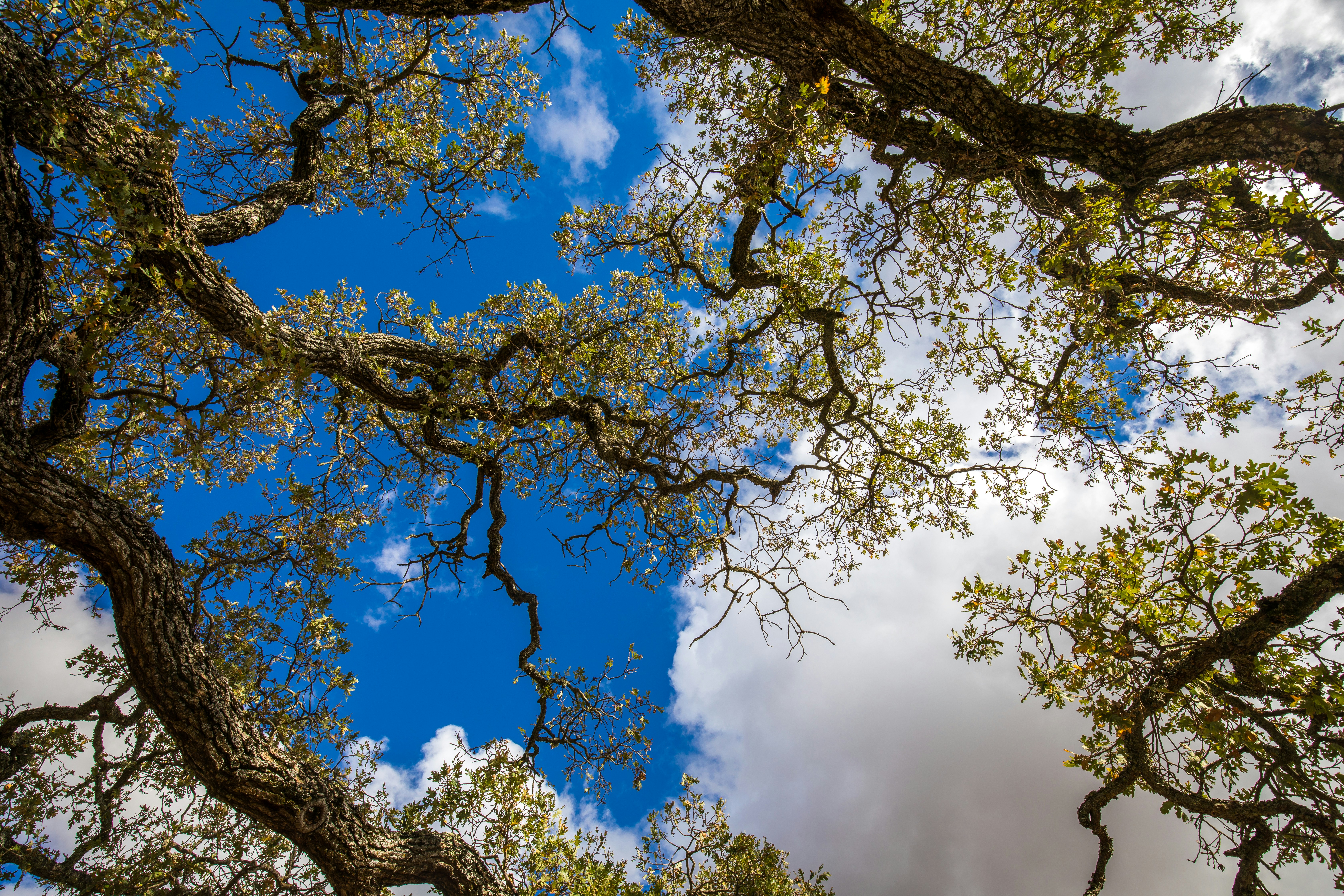 Low-angle photography of tree photo – Free Blue Image on Unsplash
