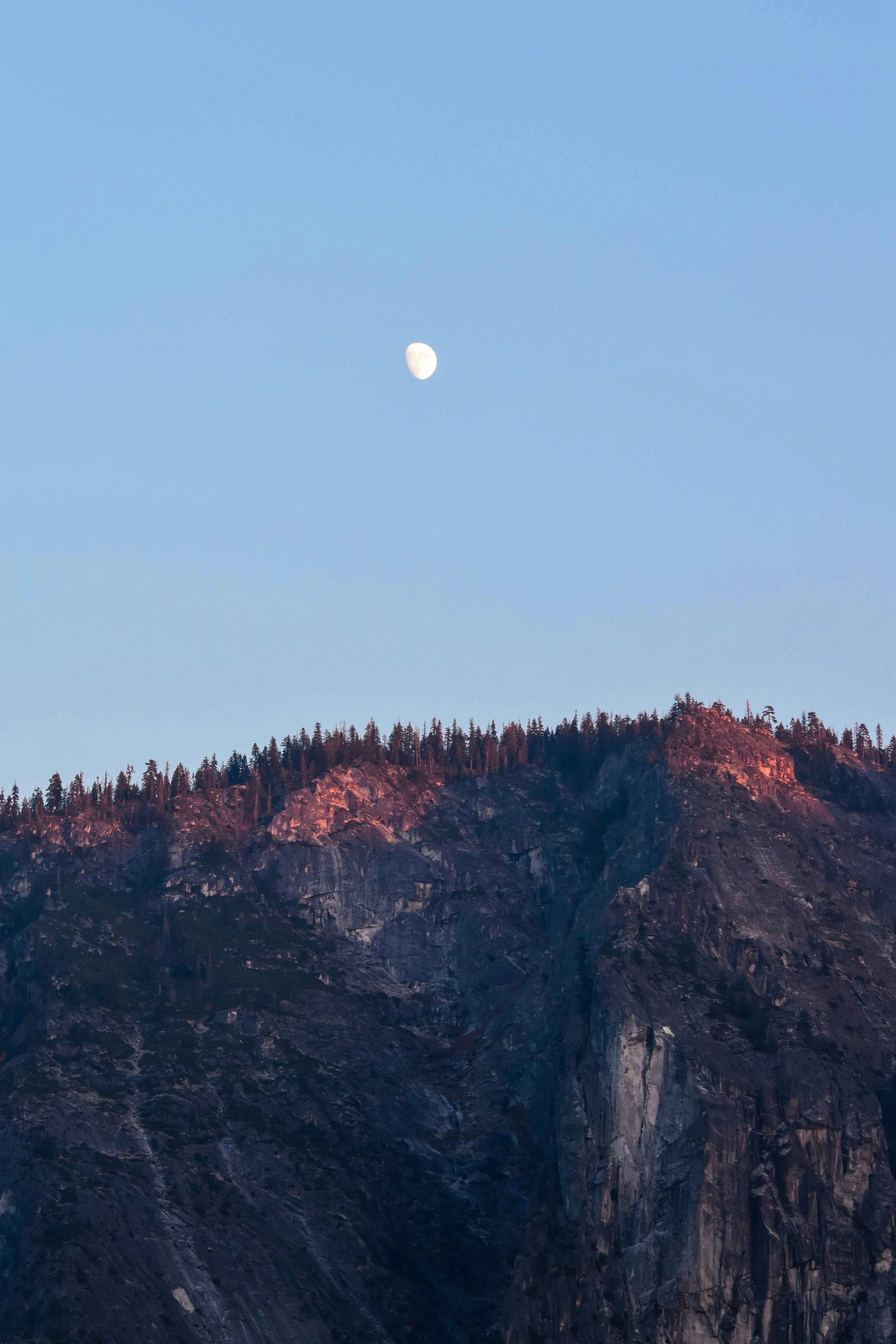 trees on hills