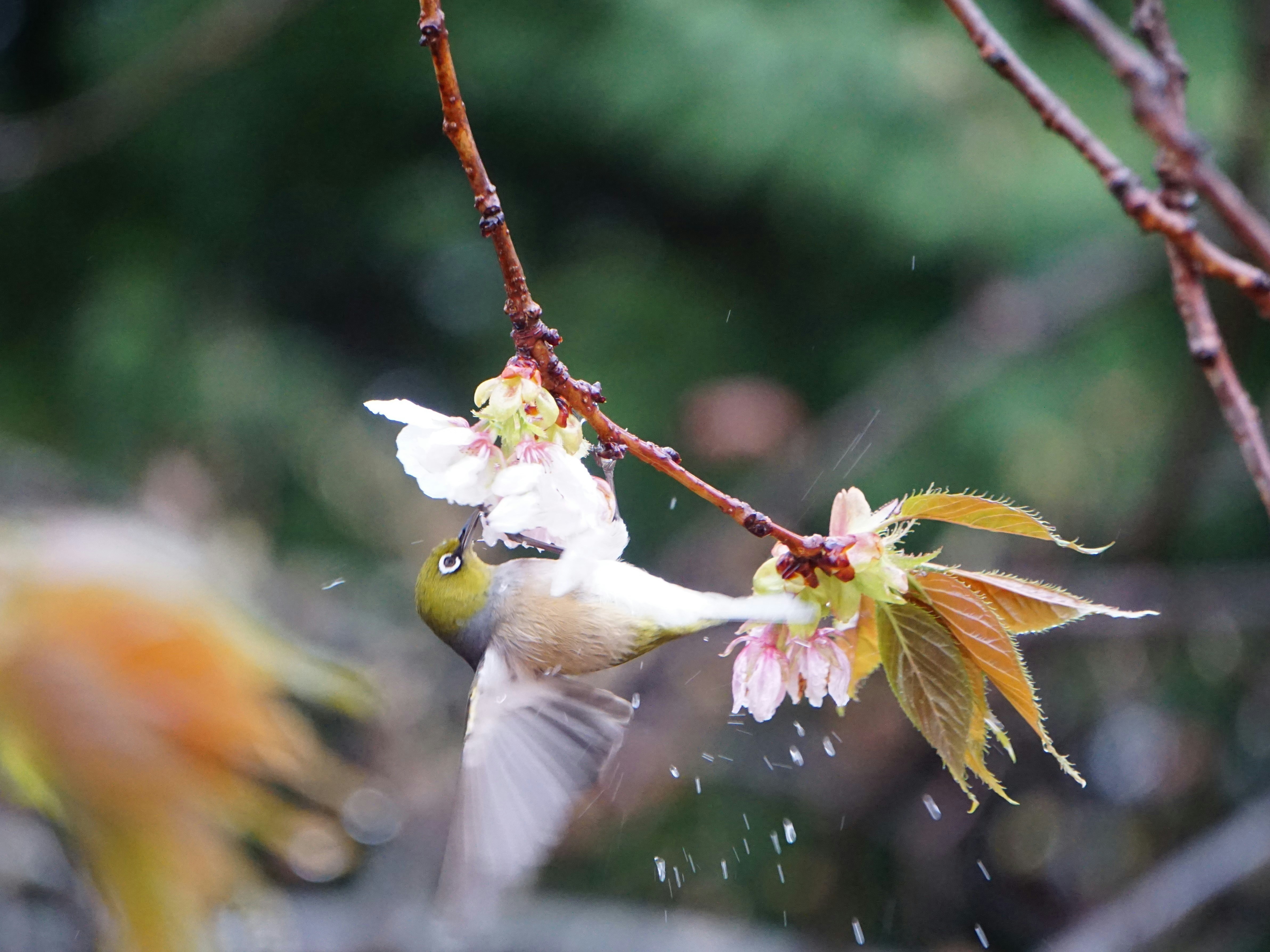 Foto Colibrí blanco y verde posado en flor durante el día – Imagen ...