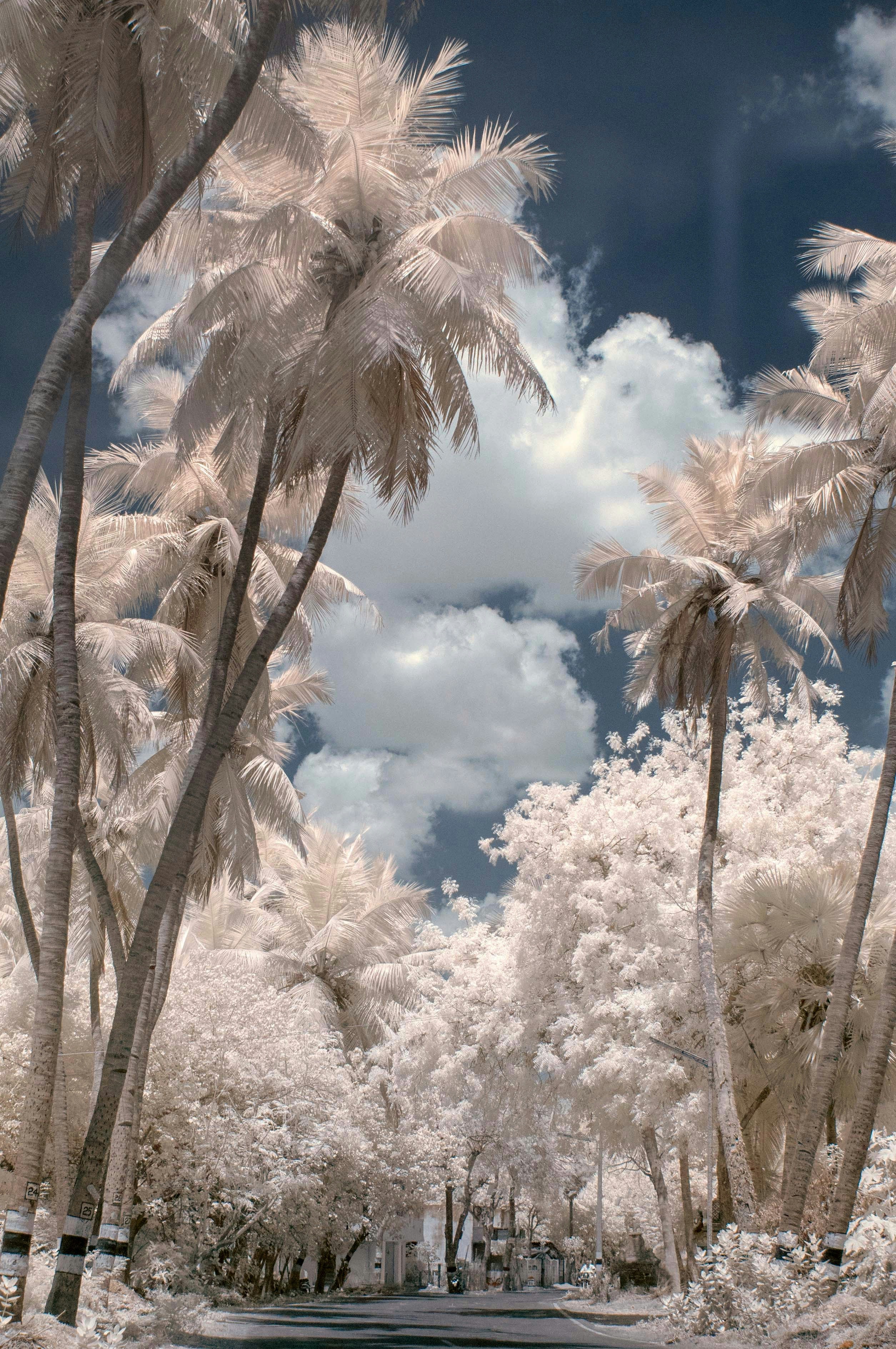 White trees photo – Free Grey Image on Unsplash