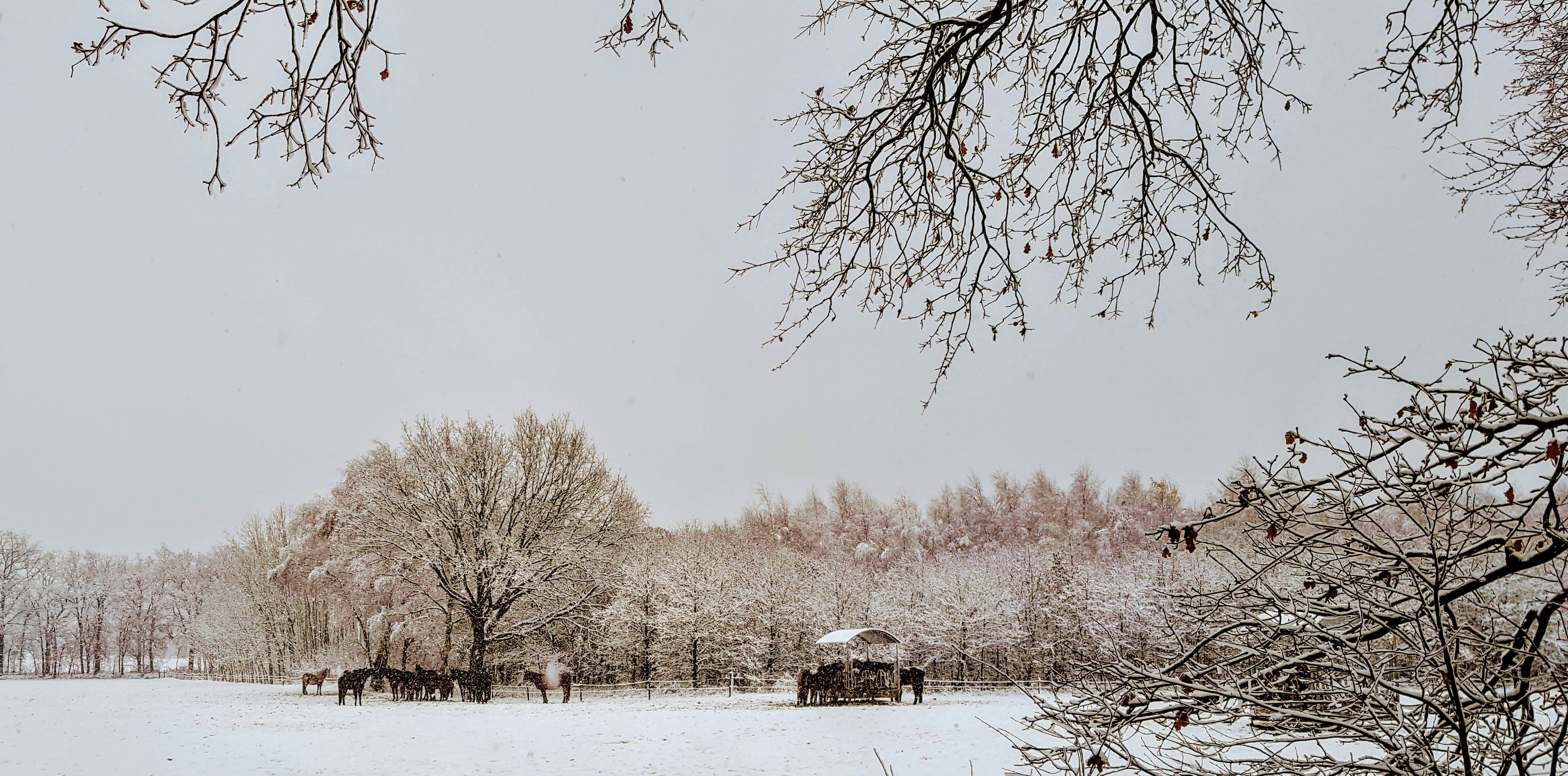 Horses taking refuge under tree at snow covered field photo – Free ...