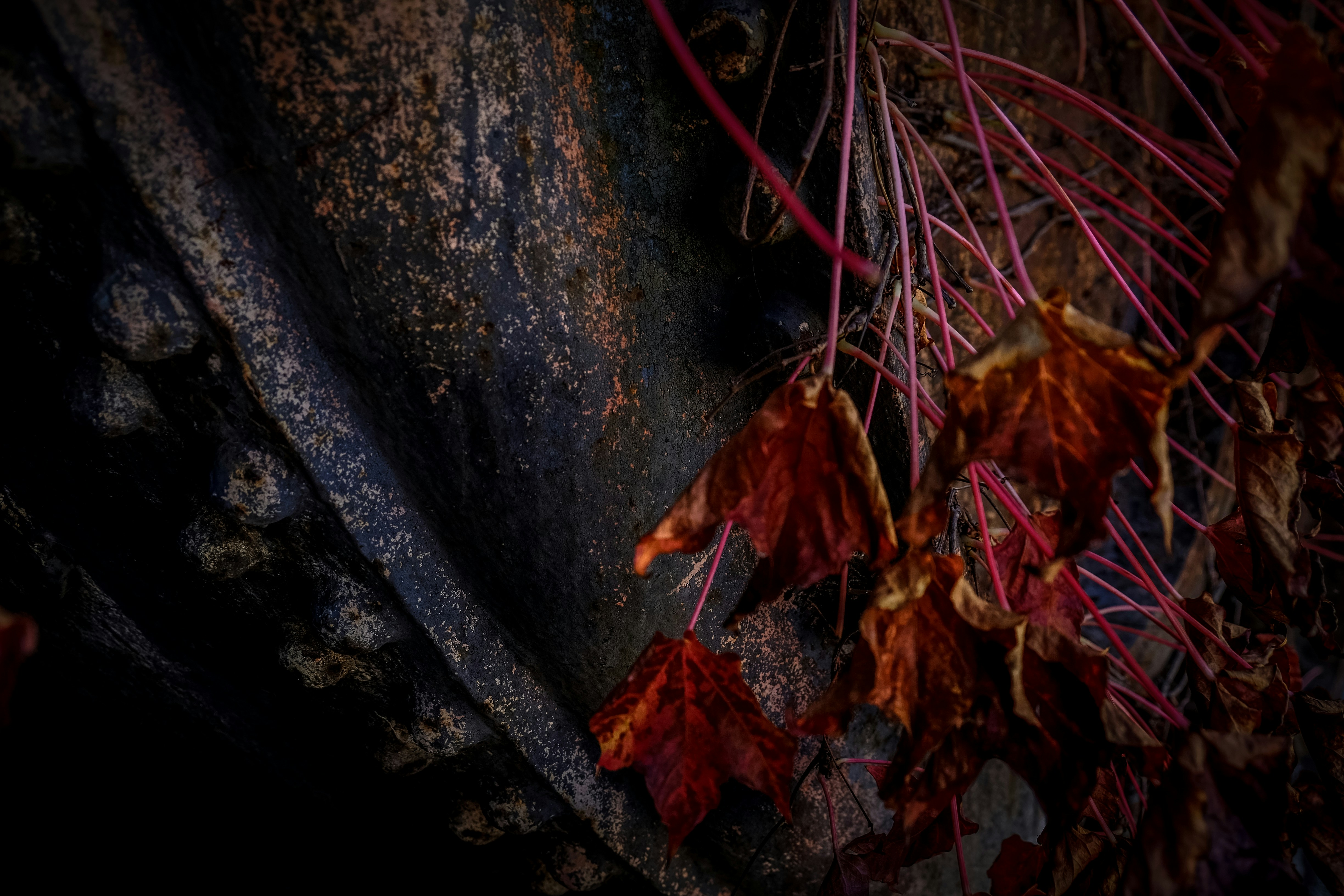 red leaves