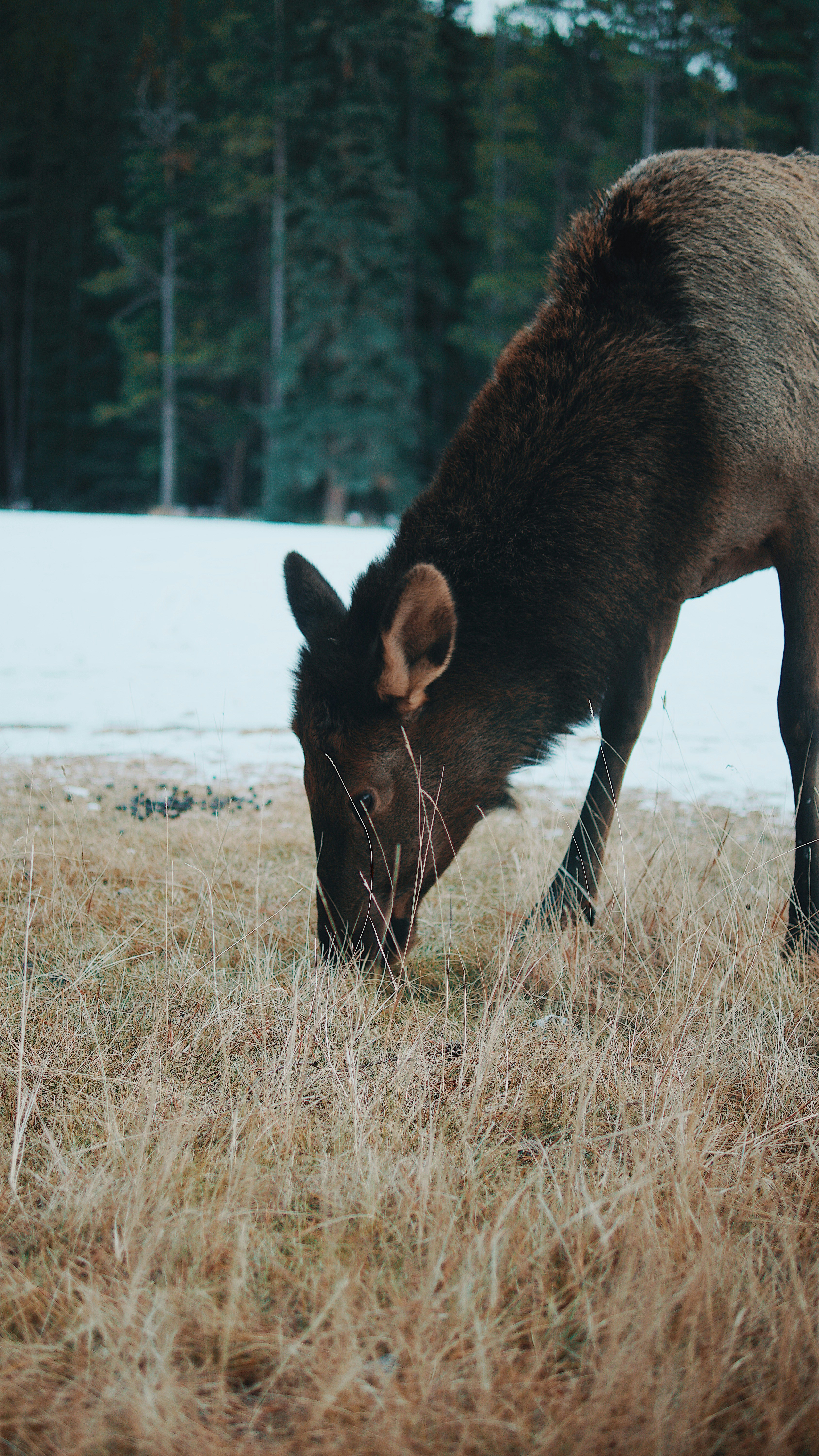 Hoofprints and Frost: A Brown Horse Grazing in a Snow-Dusted Clearing