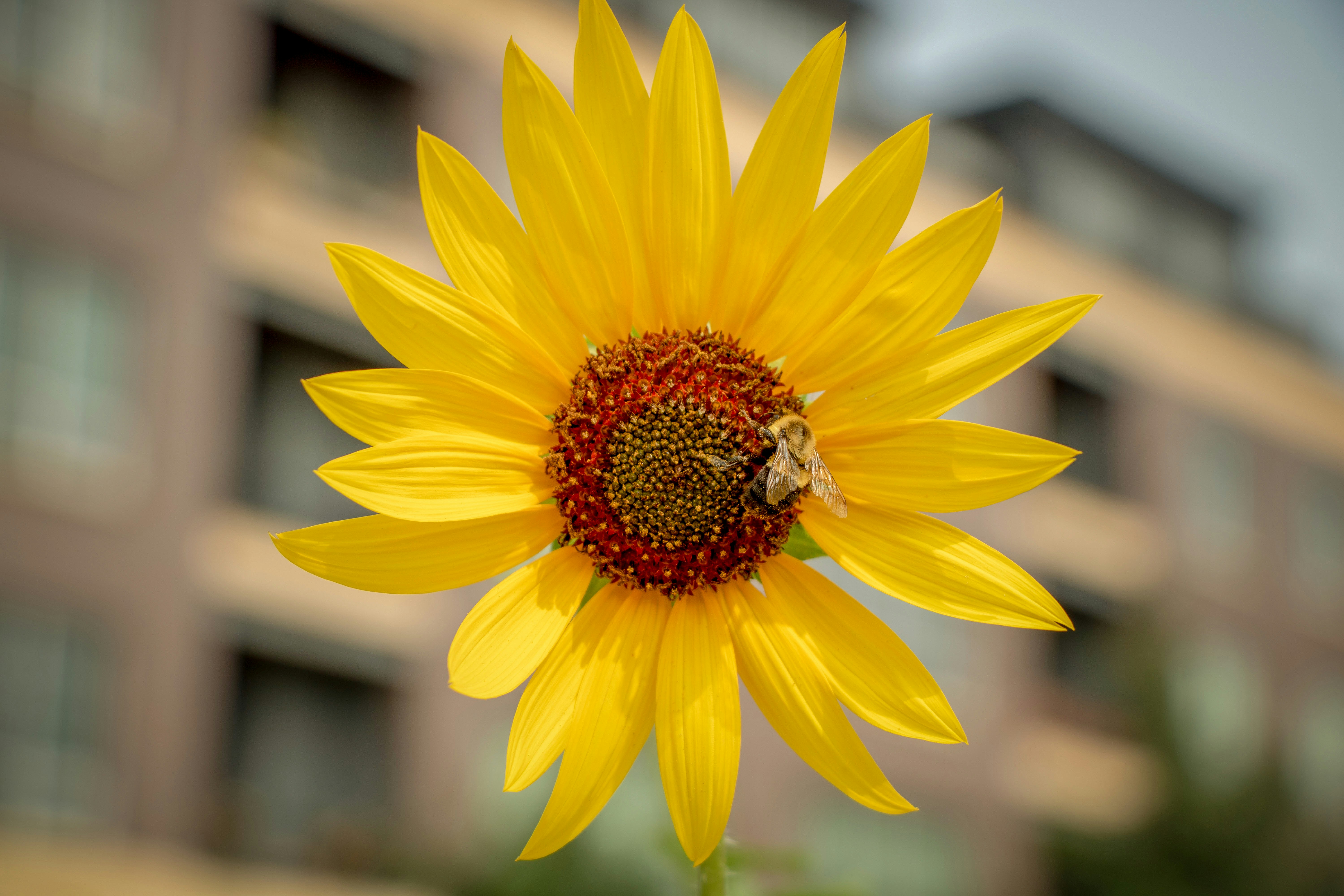 City Bloom: Sunflower with a Bee at Its Core