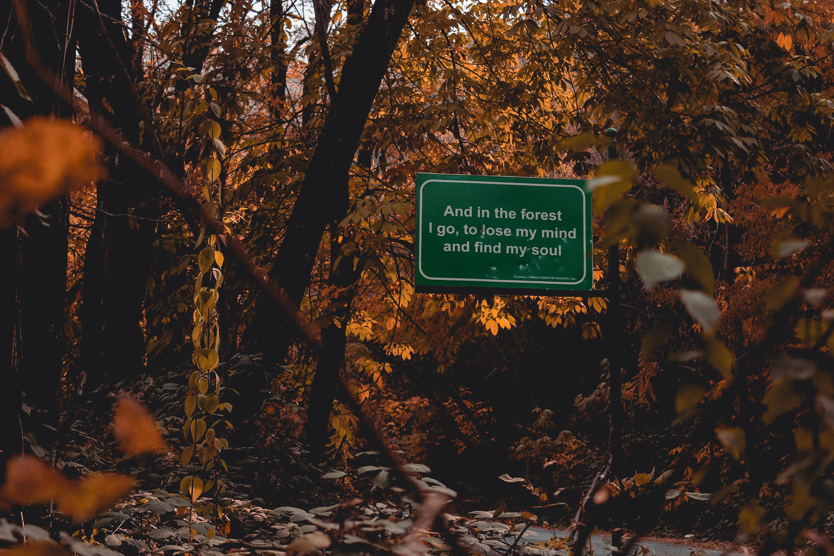 Forest path with a green sign surrounded by vibrant autumn foliage.