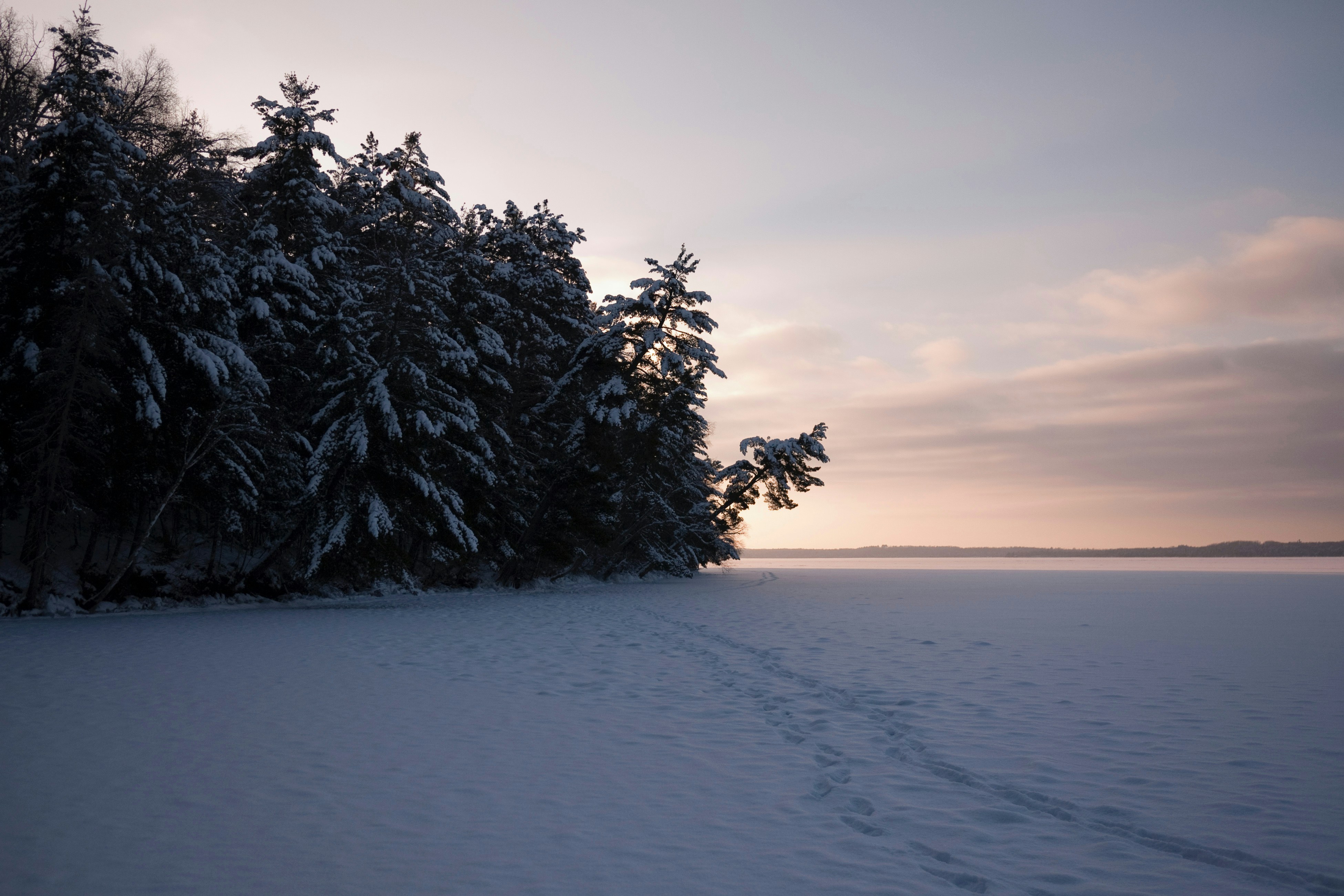 Snow-covered trees line the edge of a frozen lake under a soft, pastel sky at sunset.