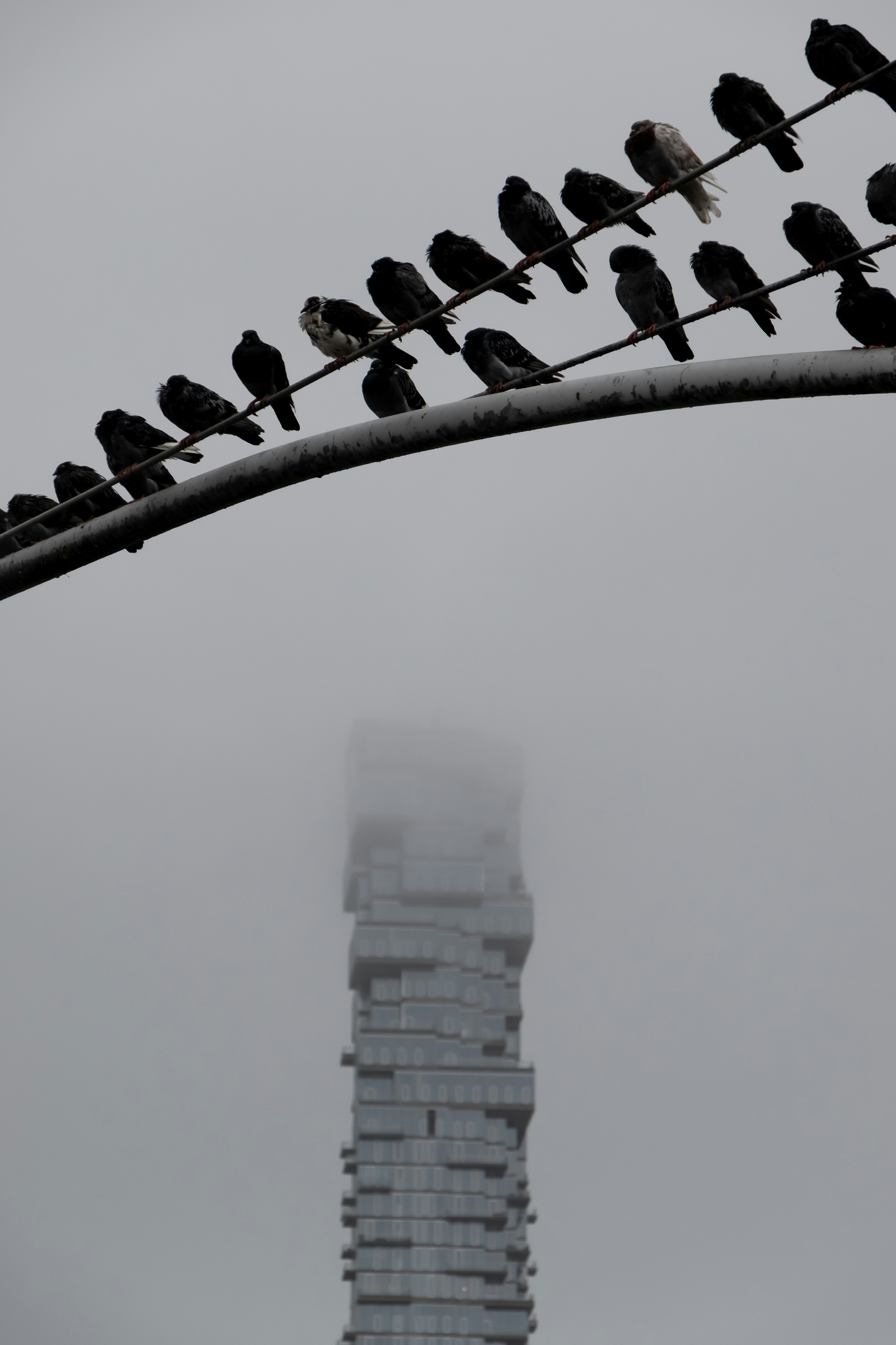 Silhouetted birds resting on a power line against a backdrop of a foggy skyscraper. The scene evokes a sense of tranquility amid urban chaos.