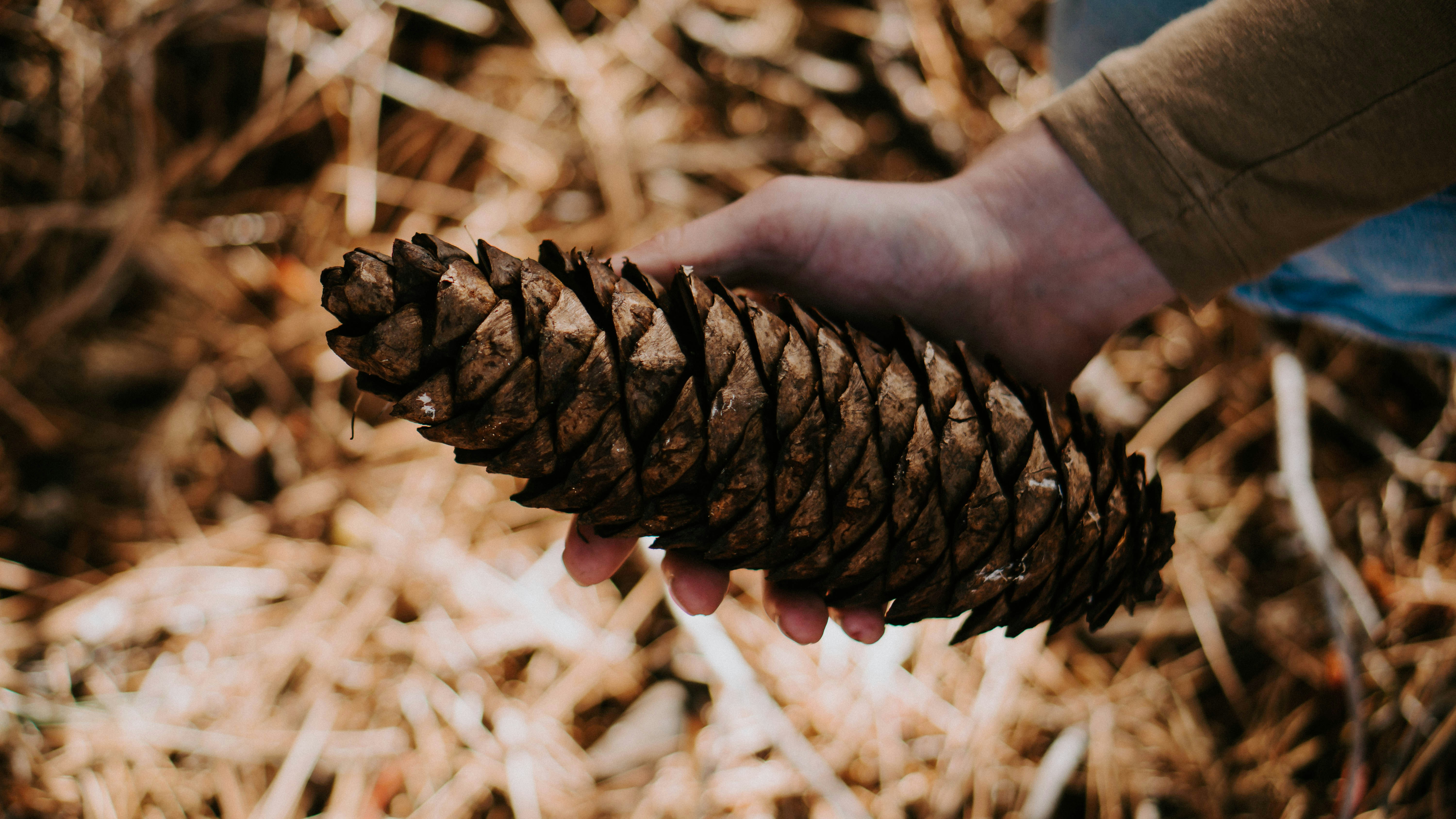 Textured Quiet: Pine Cone Gripped by a Weathered Hand in Dappled Light