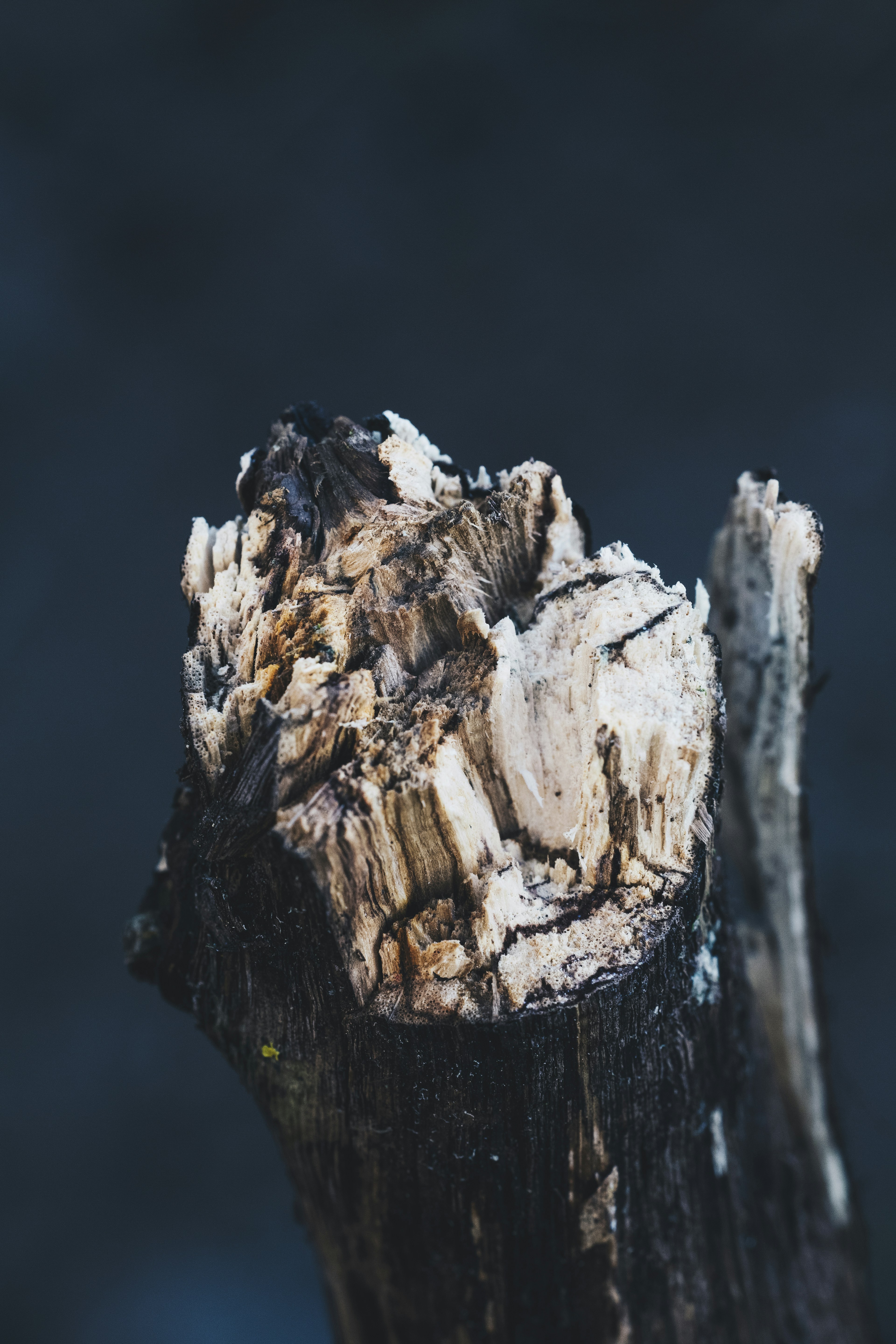 Close-up of a weathered tree stump, showcasing intricate textures and natural decay against a dark background.