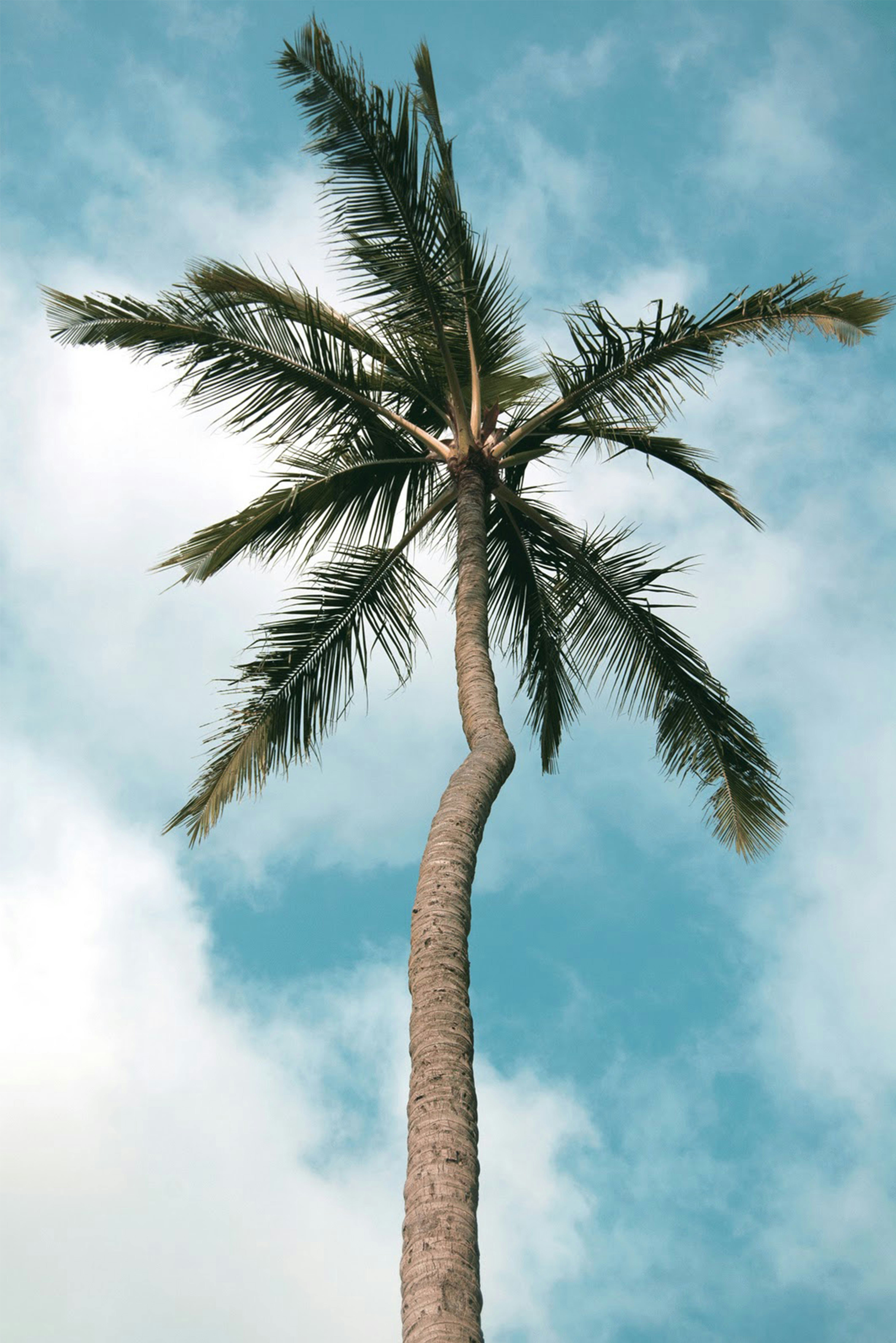 Low-angle photography of green coconut tree photo – Free Ilha bela ...