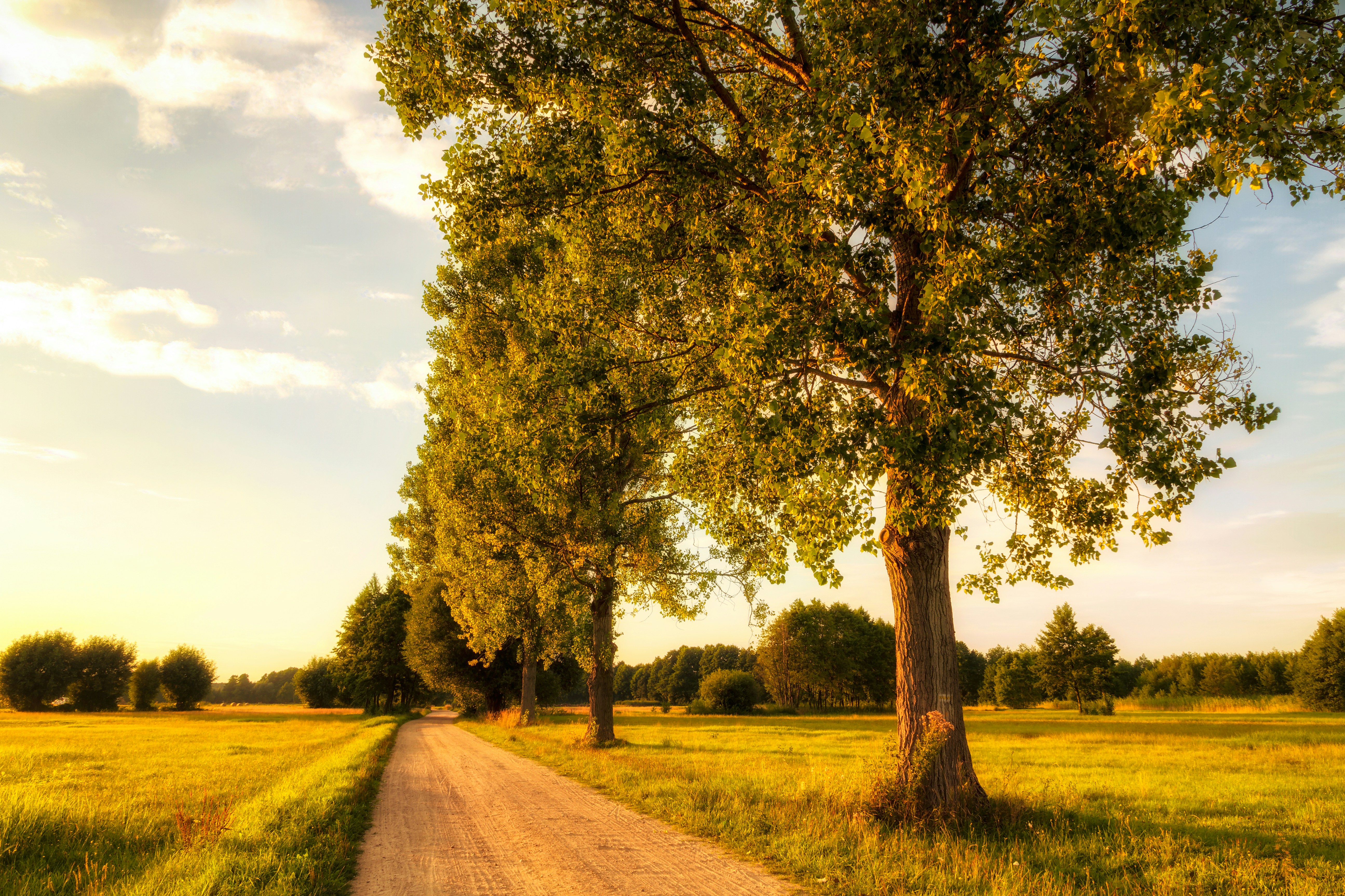 Tree-lined dirt road cuts through vibrant fields under a warm, golden sky.