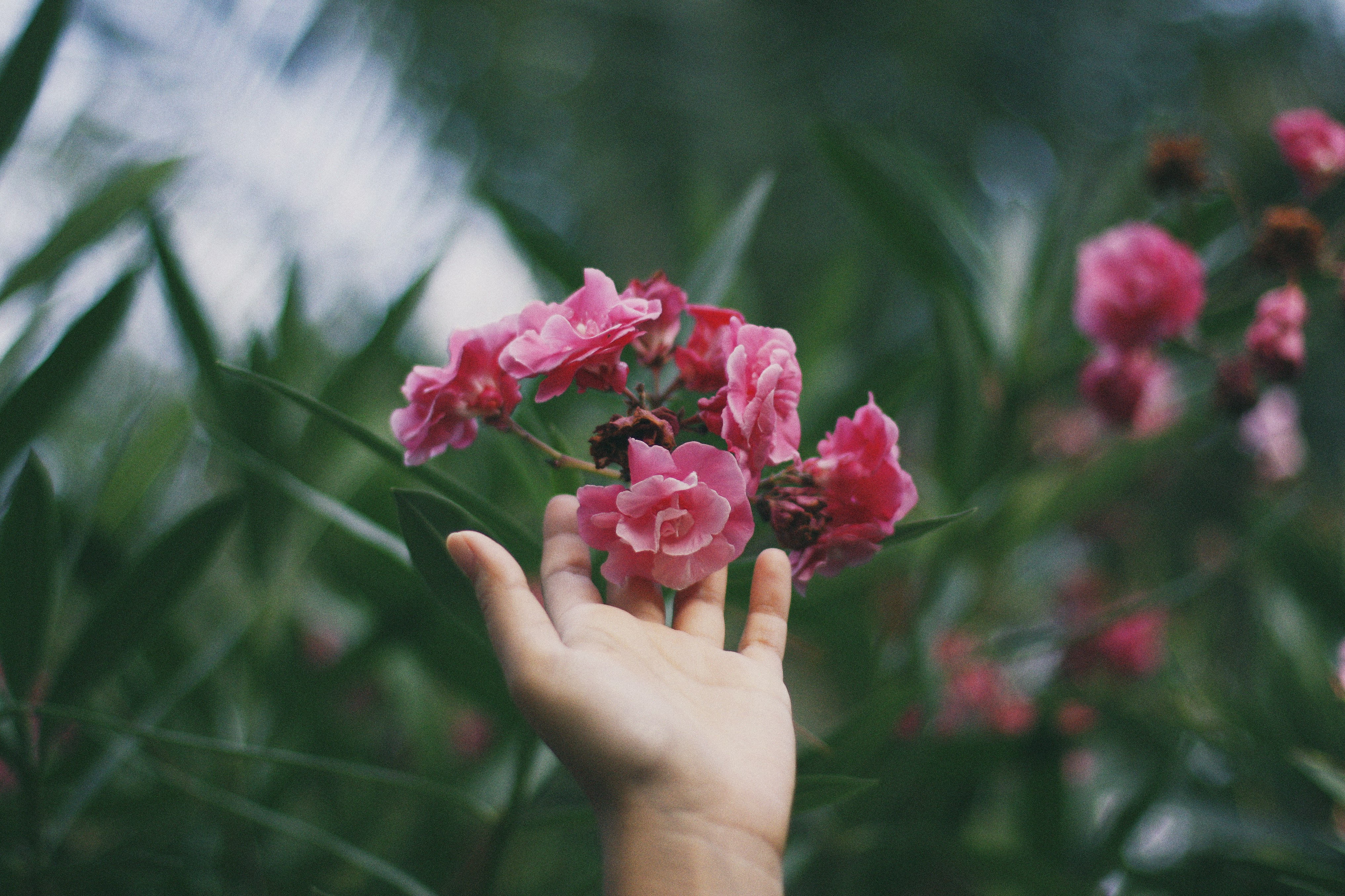 500+ Flower Hands Pictures [HD] | Download Free Images on Unsplash