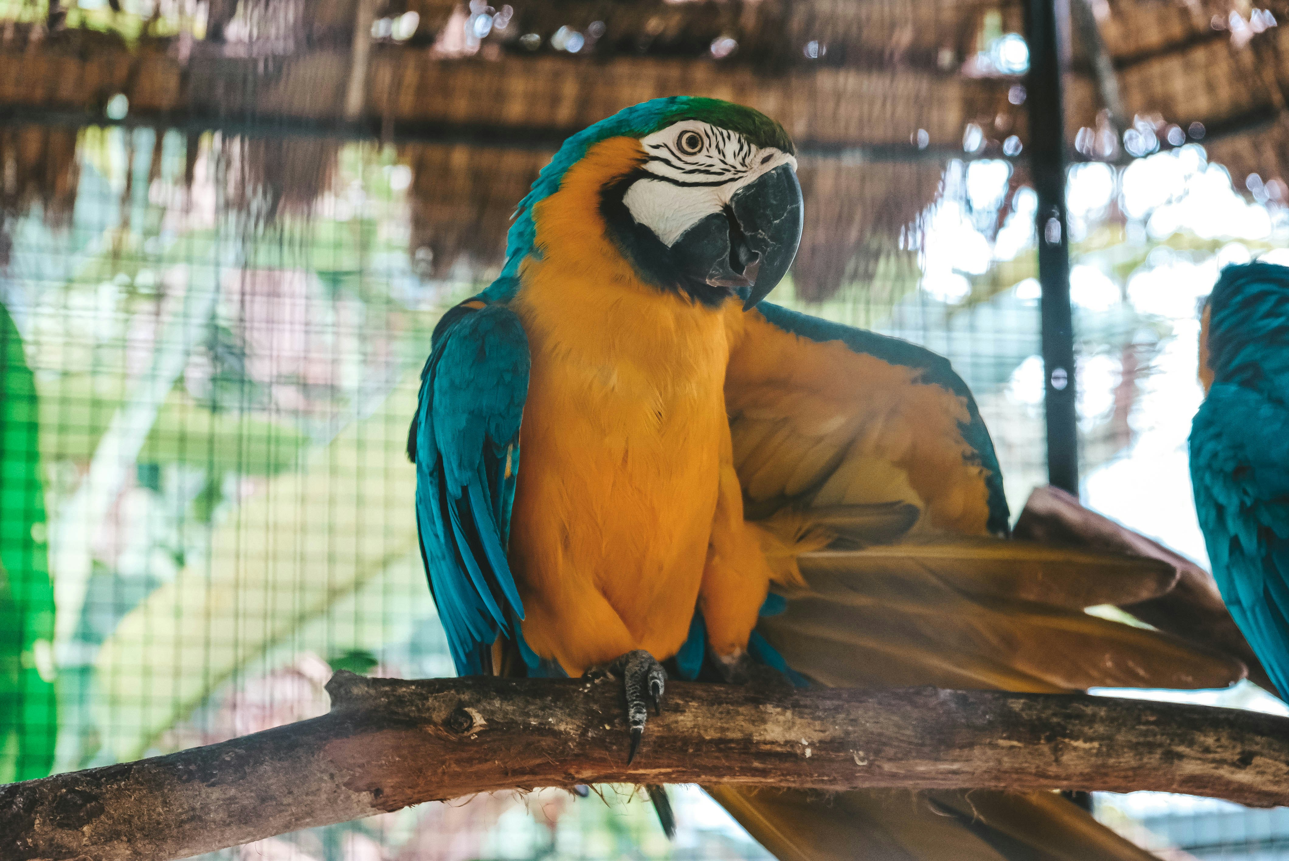 Two yellow and blue macau birds in cage photo – Free Brown Image on ...