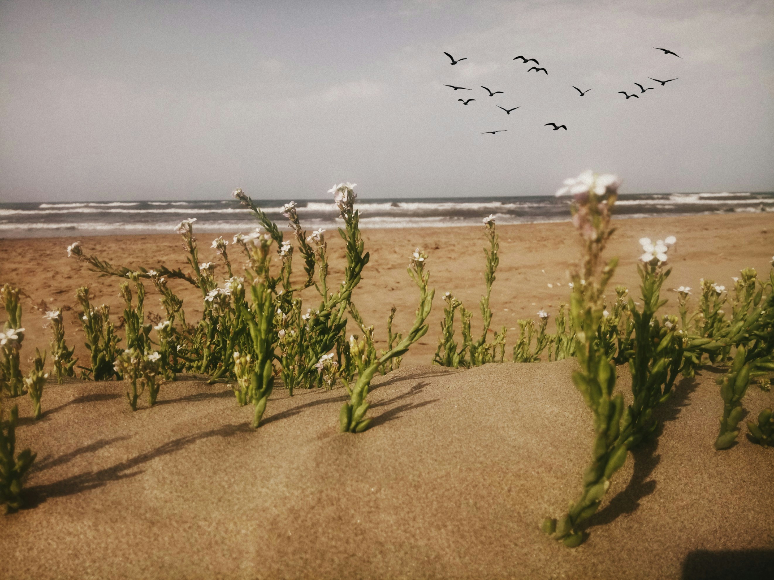 Whispering Dunes and Flying V