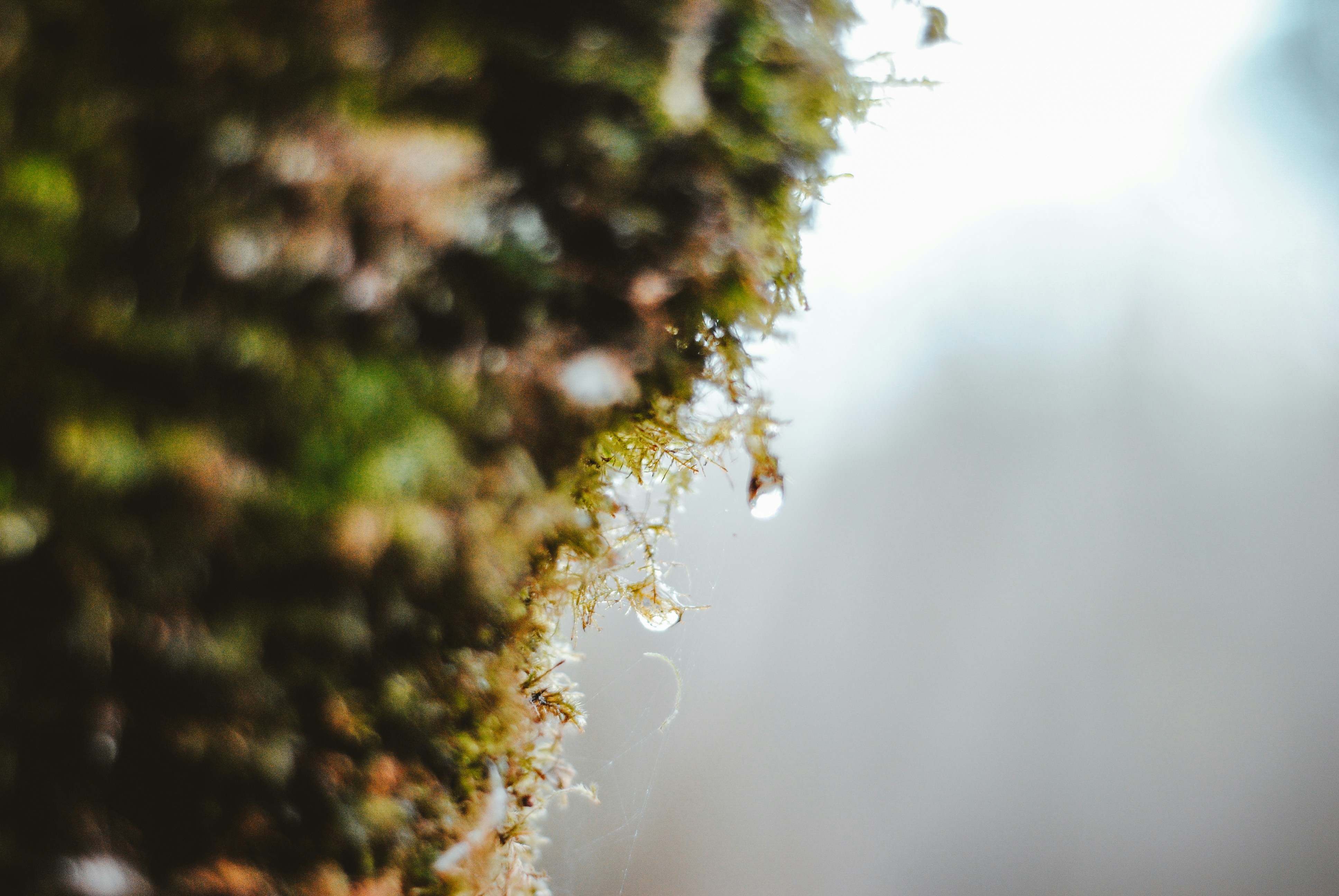 Dawn on Moss: a close-up of a dew-kissed edge