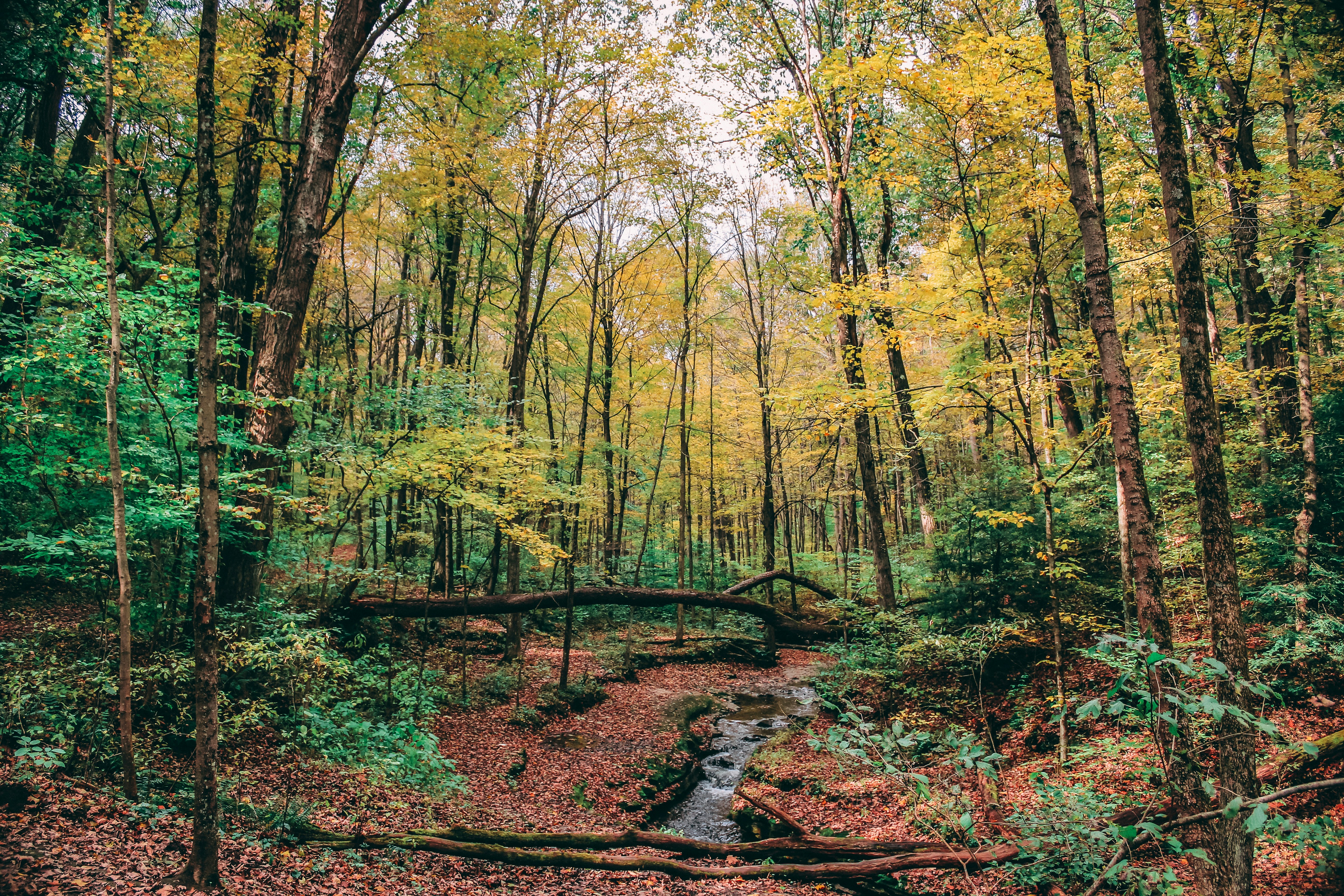 view of forest during daytime photo – Free Forest Image on Unsplash