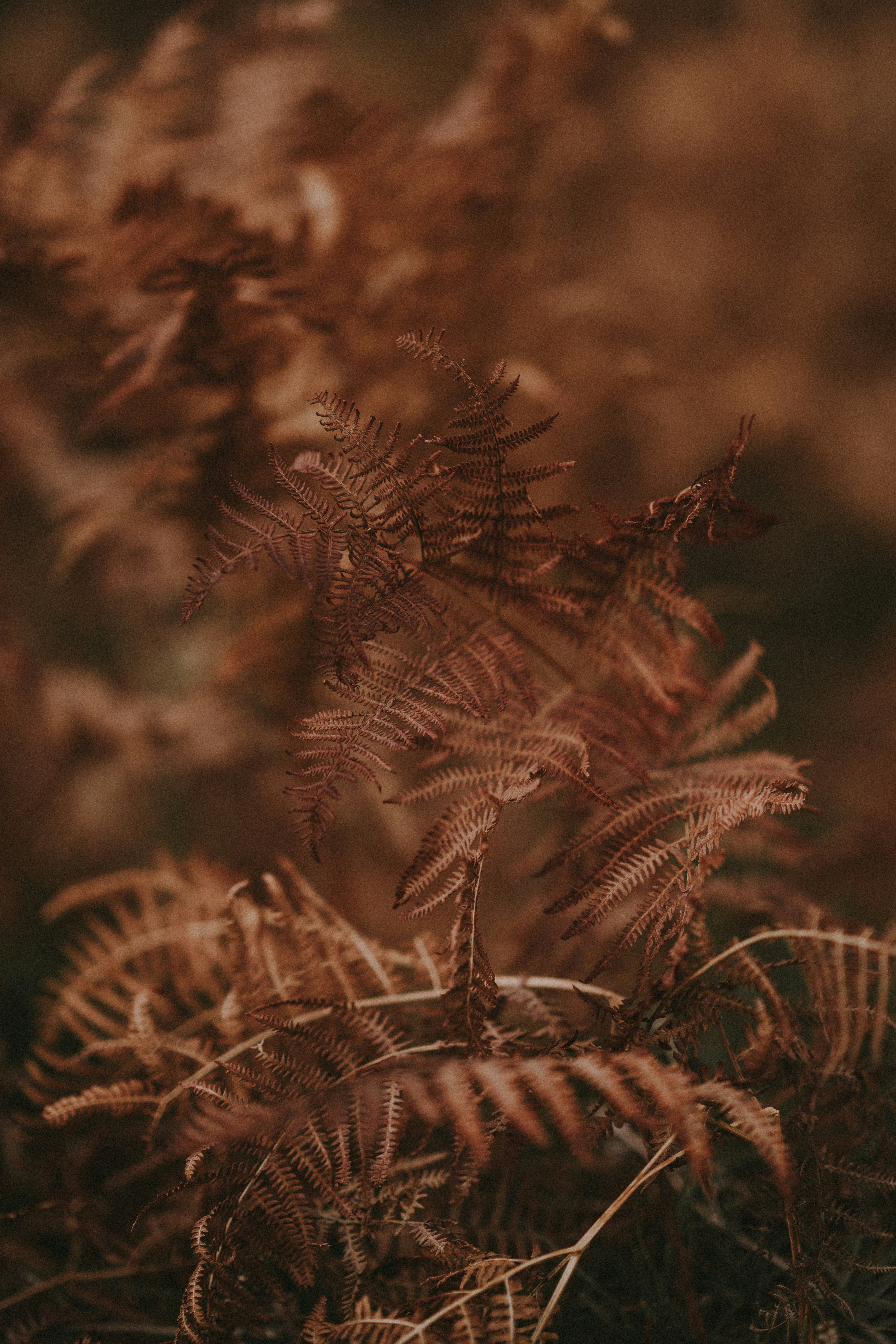 Herbe brune photo – Photo Brun Gratuite sur Unsplash