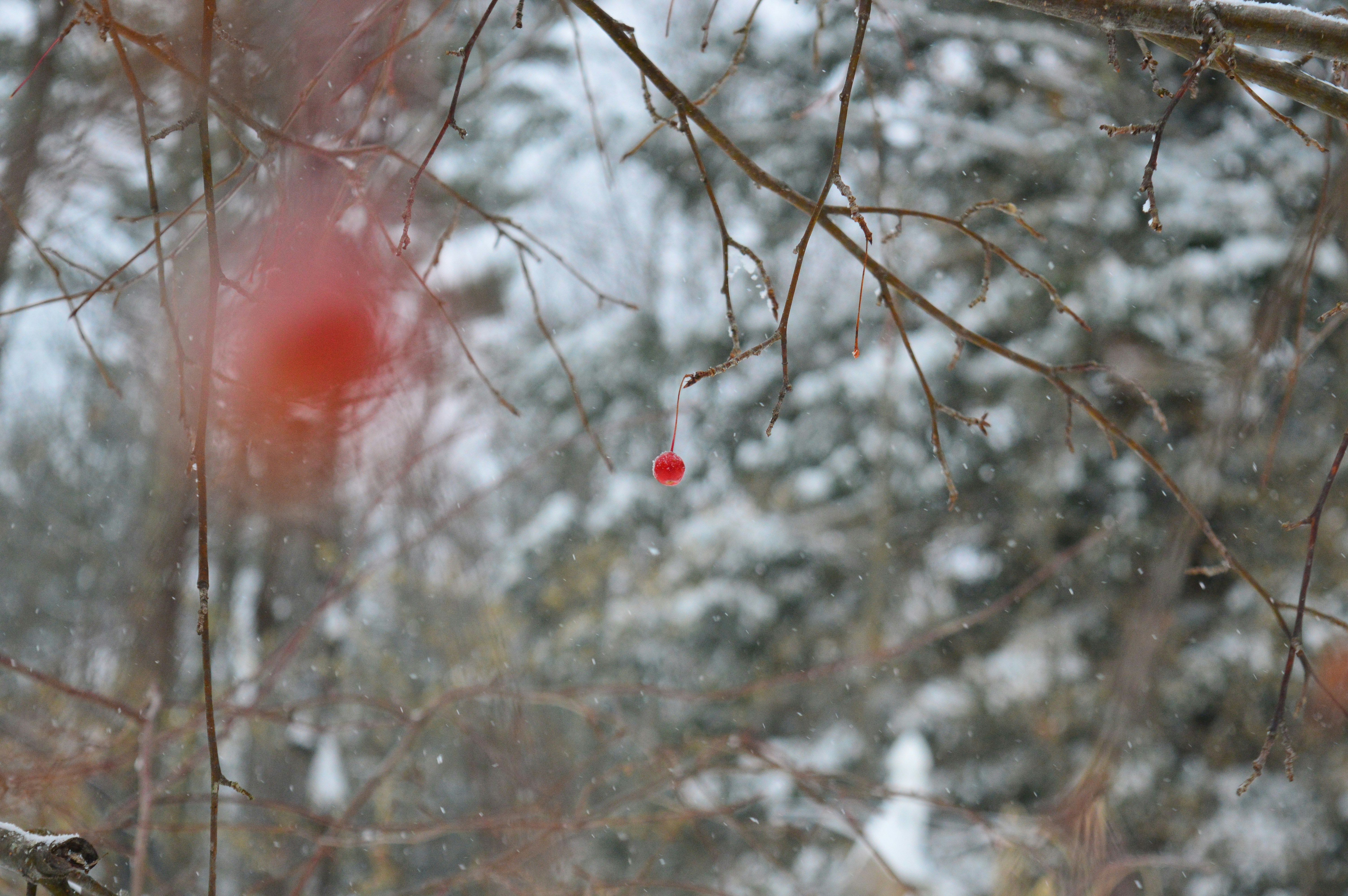 crab apples in the first snow!