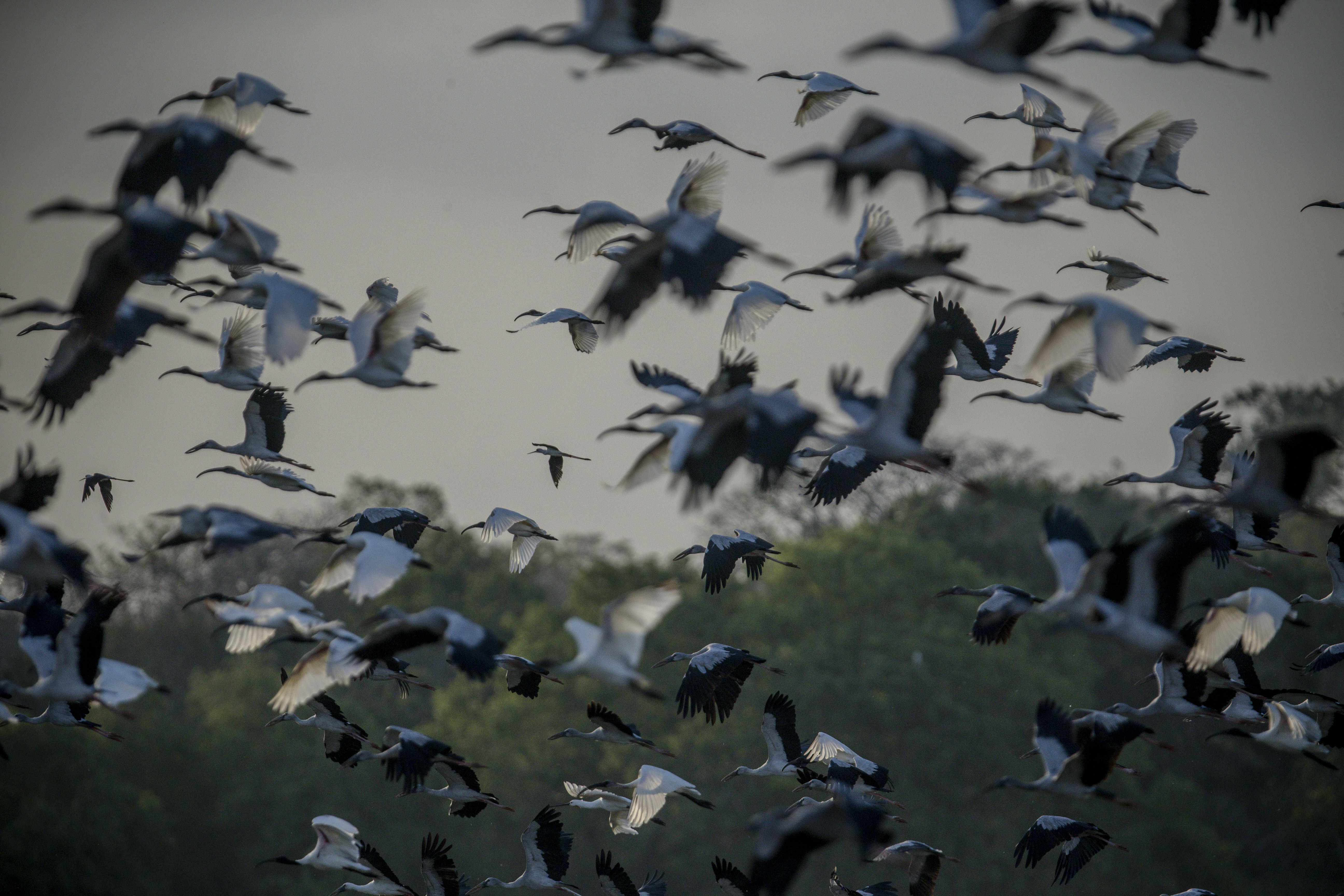 Flock of white storks flying during daytime photo – Free Grey Image on ...