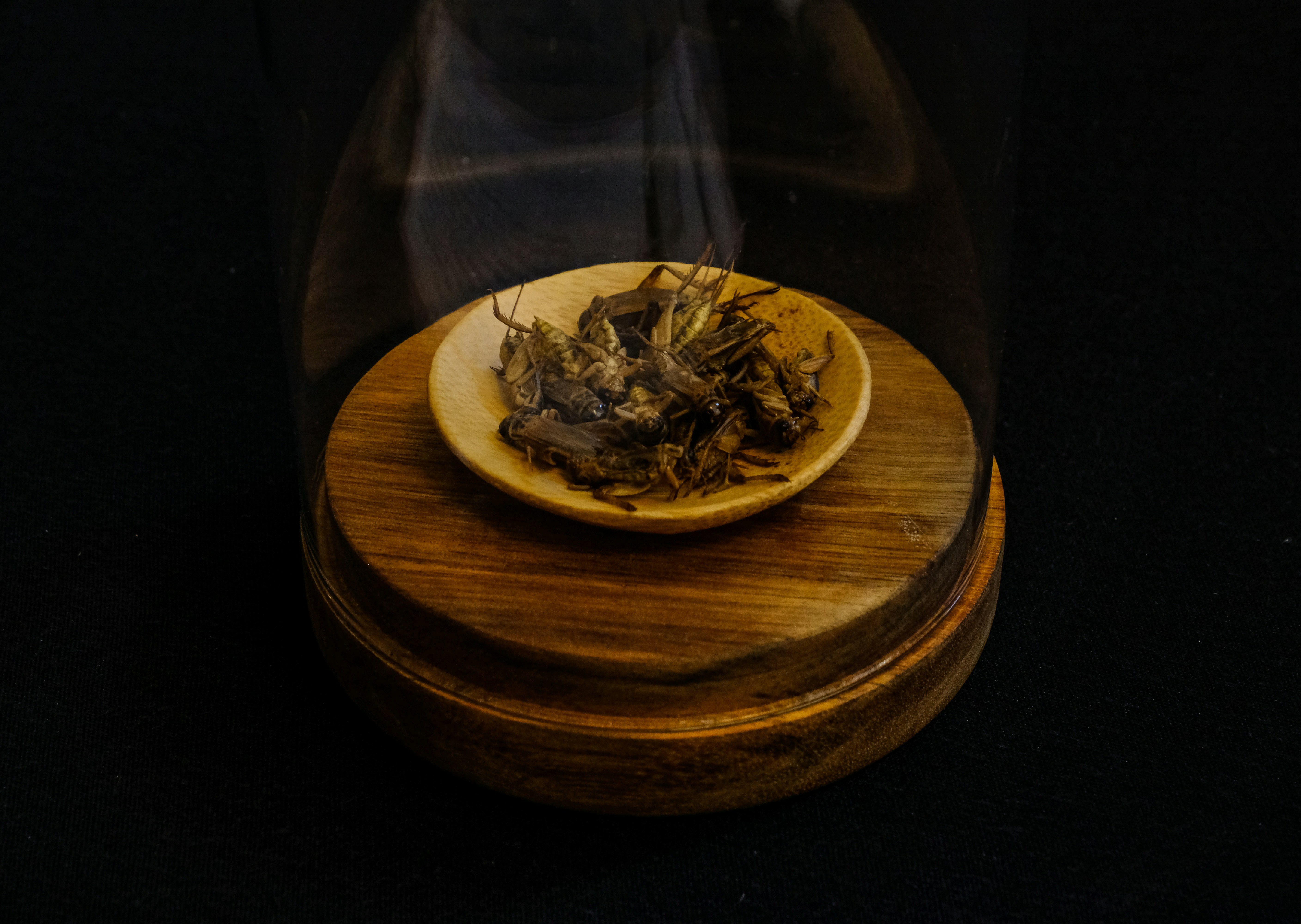 Dried insects arranged on a wooden plate under a glass dome, highlighting the intricate details of their forms. The display is set against a dark background.