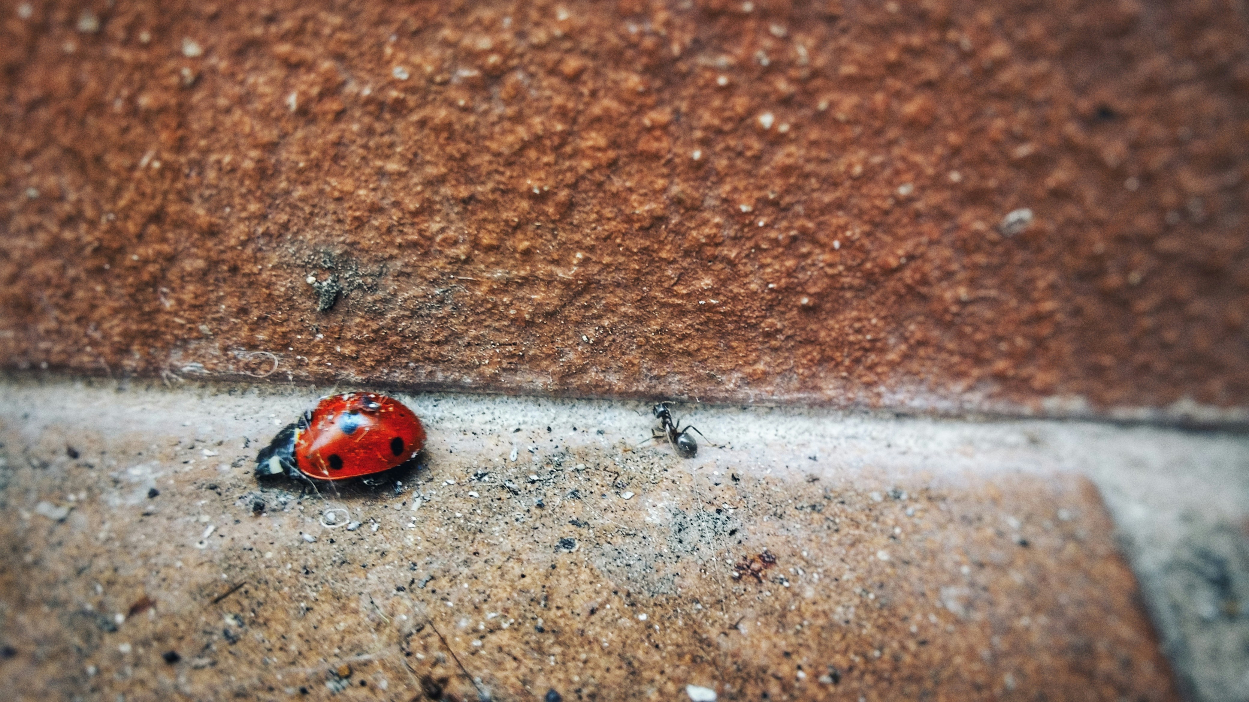 Red and black lady bug photo – Free Brown Image on Unsplash