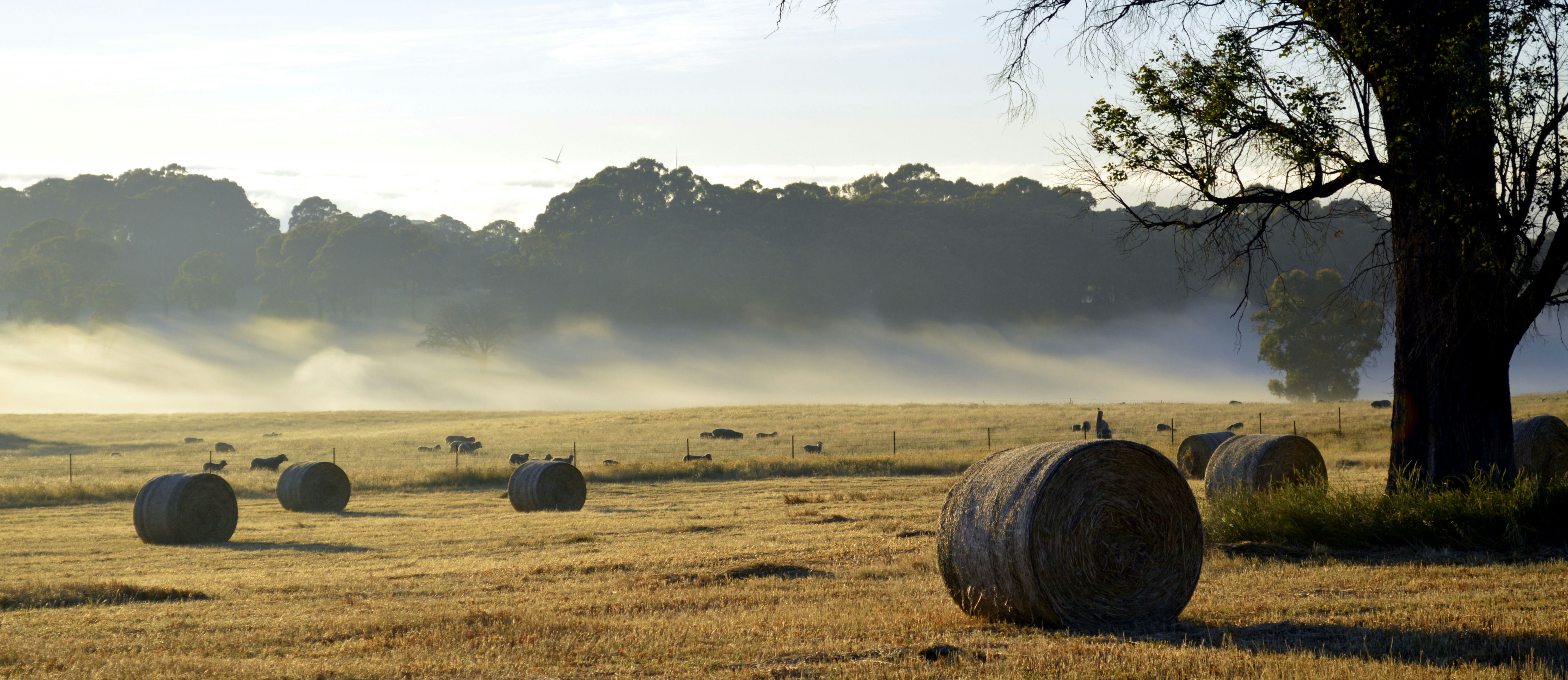 Gray haystack near tree photo – Free Nature Image on Unsplash