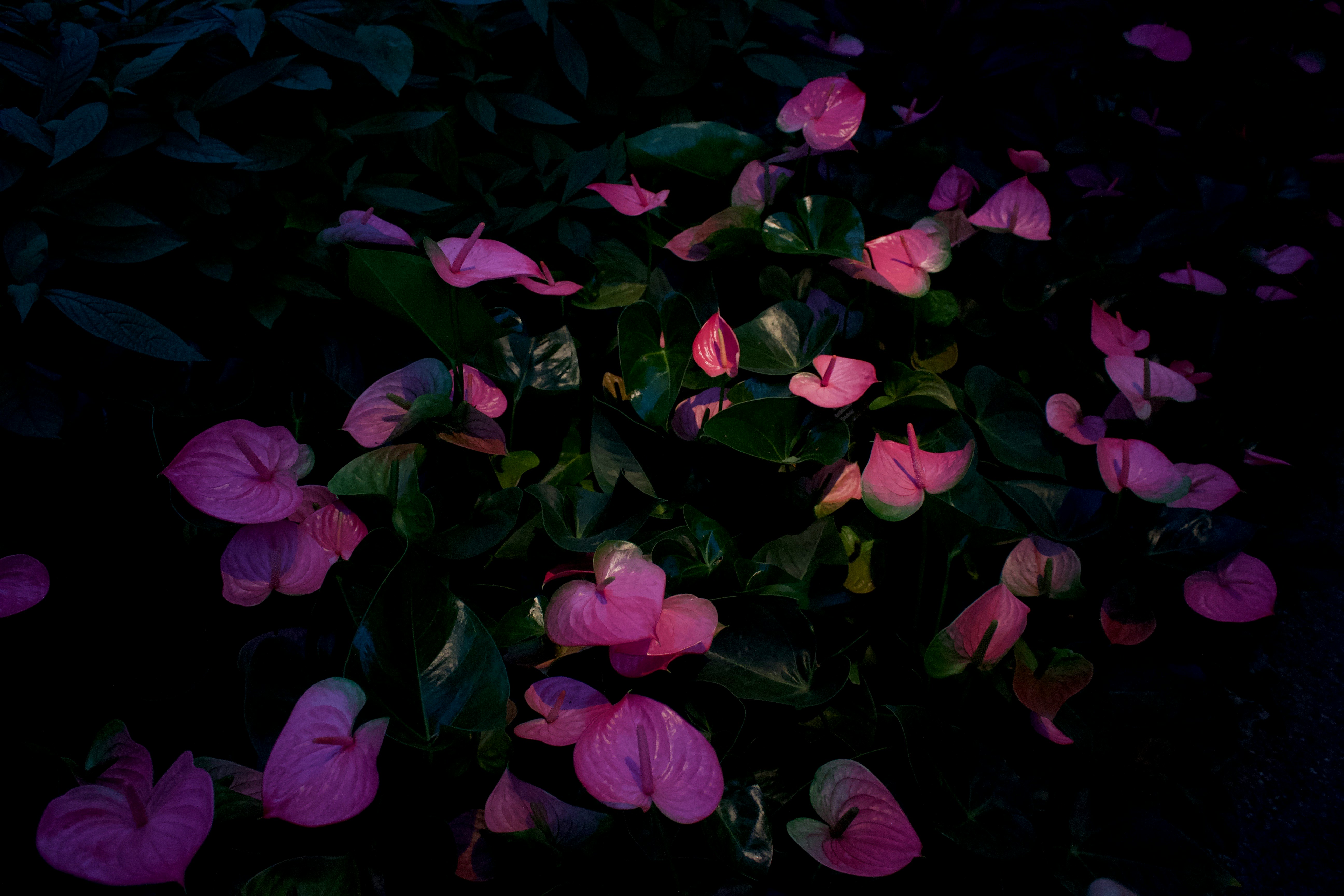 Raymond T. (@jajangmyeon) | Unsplashフォトコミュニティ