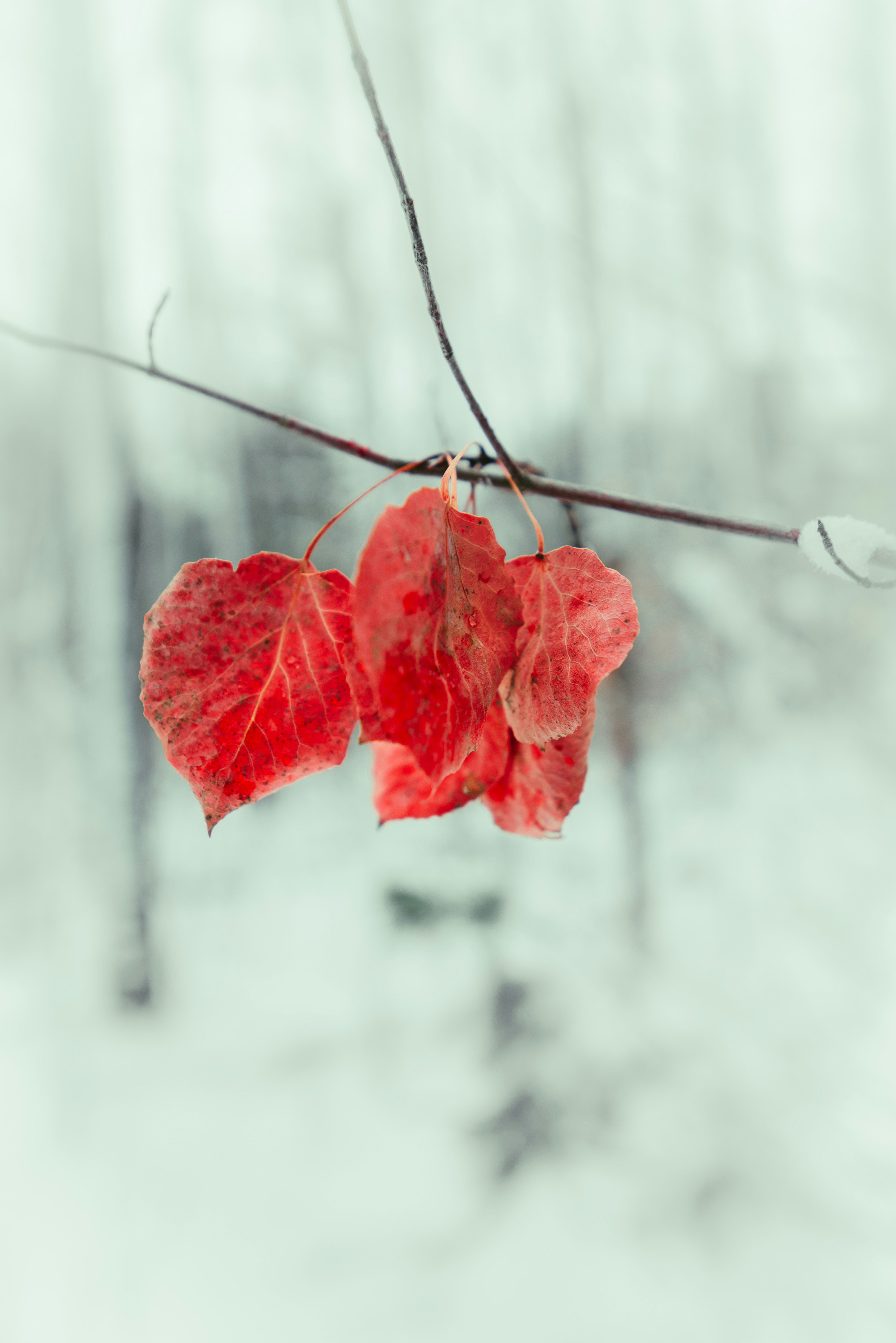 Crimson Echo on a Frosted Branch