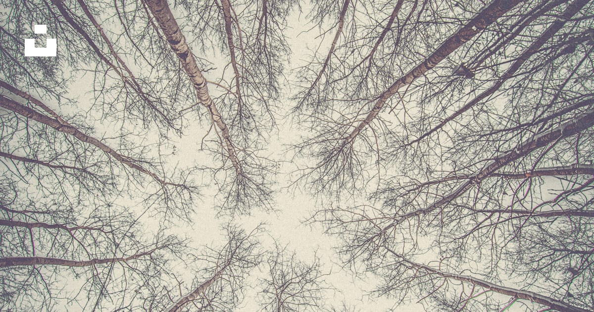 Foto Zum Thema Baum Aus Der Wurmperspektive Kostenloses Bild Zu Grau
