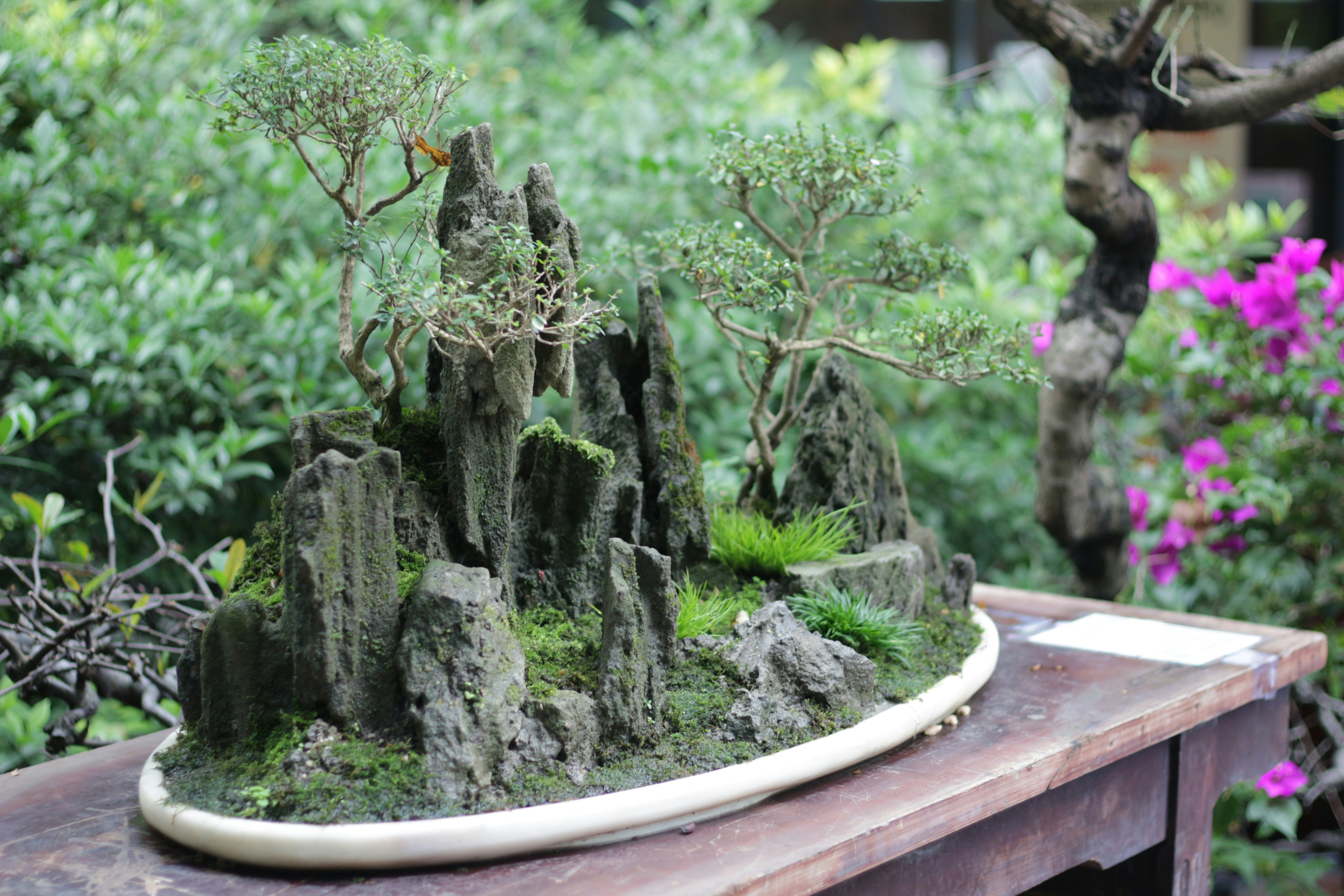 Miniature Stone Peaks: A Bonsai Landscape on a Wooden Plinth