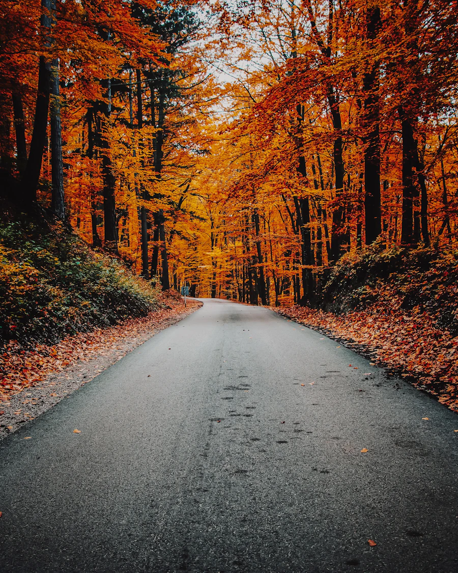 A winding paved road leads through dense forest blazing with orange and gold fall foliage. Dark trunks and leaf-covered embankments frame the empty lane.
