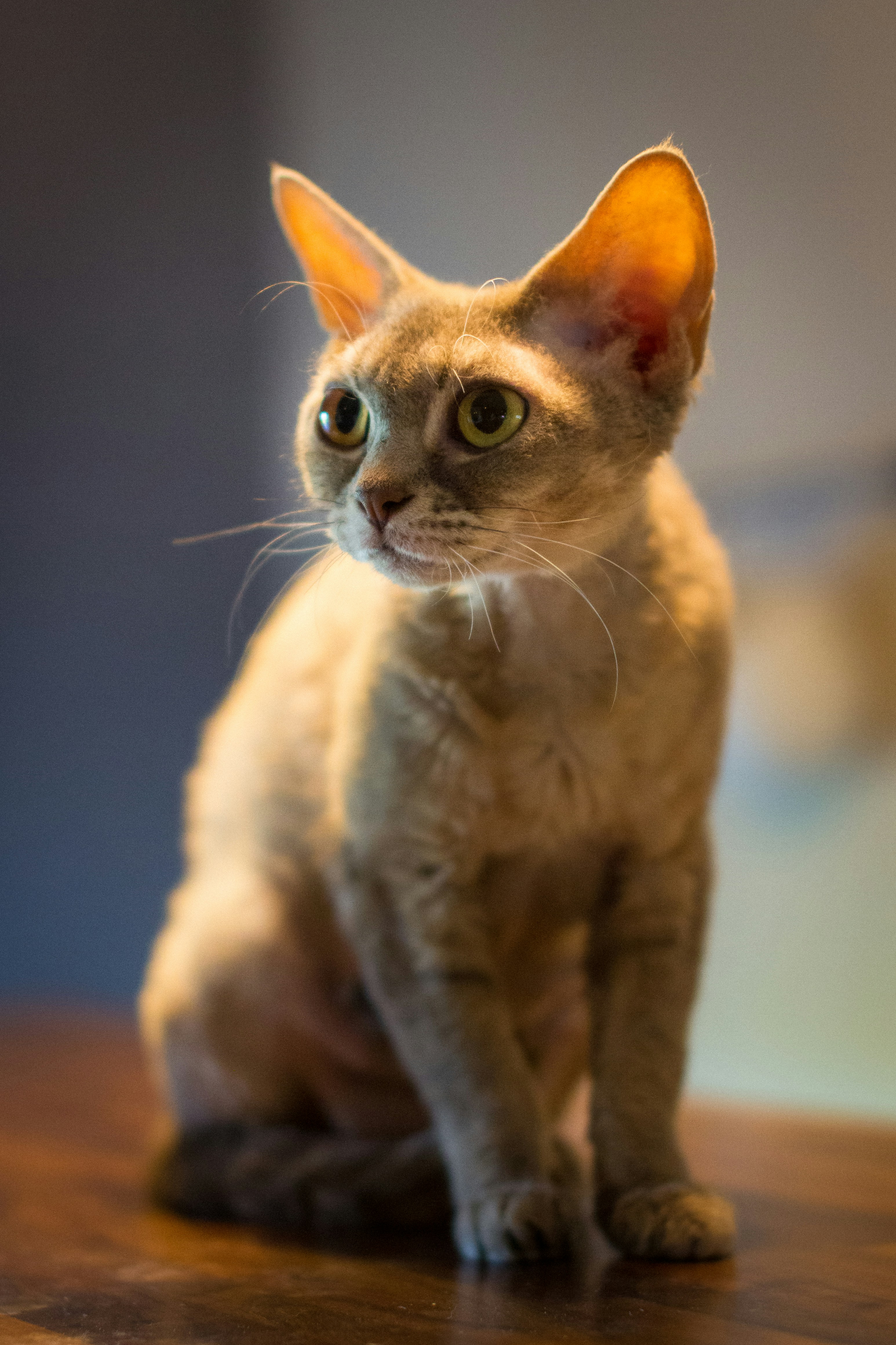 Cat sitting on a wooden surface with soft, warm lighting highlighting its features.