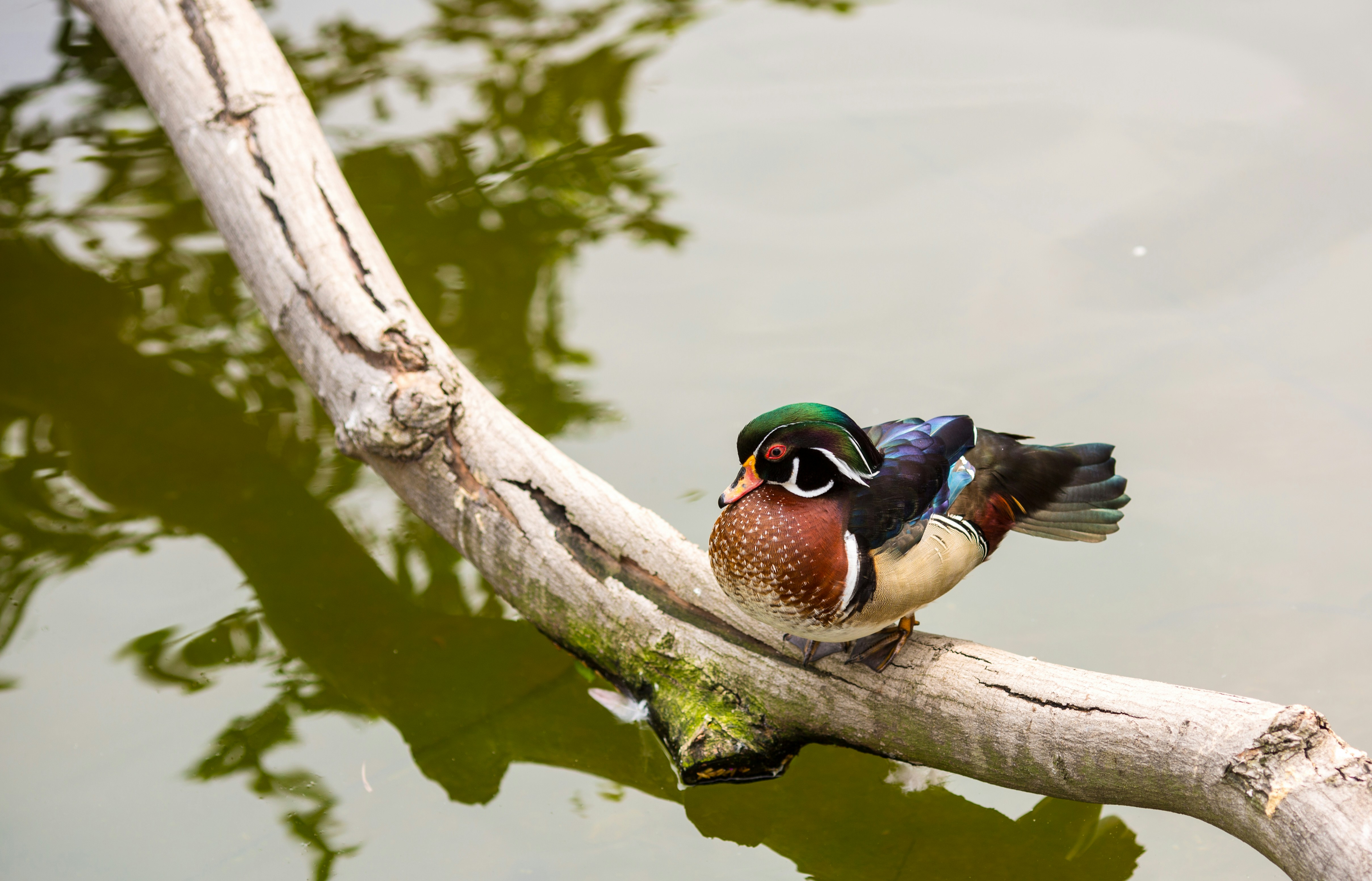 Colorful Green-Headed Duck Perched on a Weathered Branch Over tranquil water