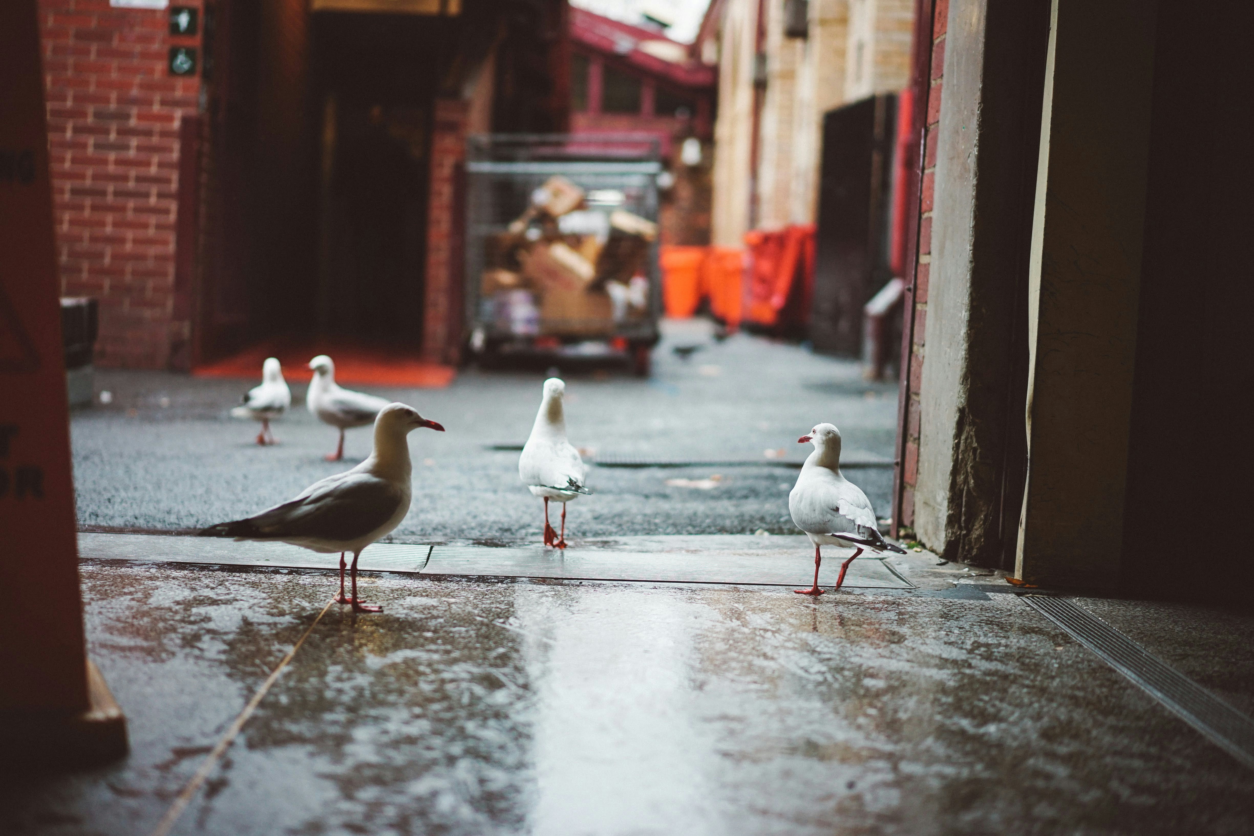 Seaside Colonnade of Seagulls: A Wet Street Rendezvous