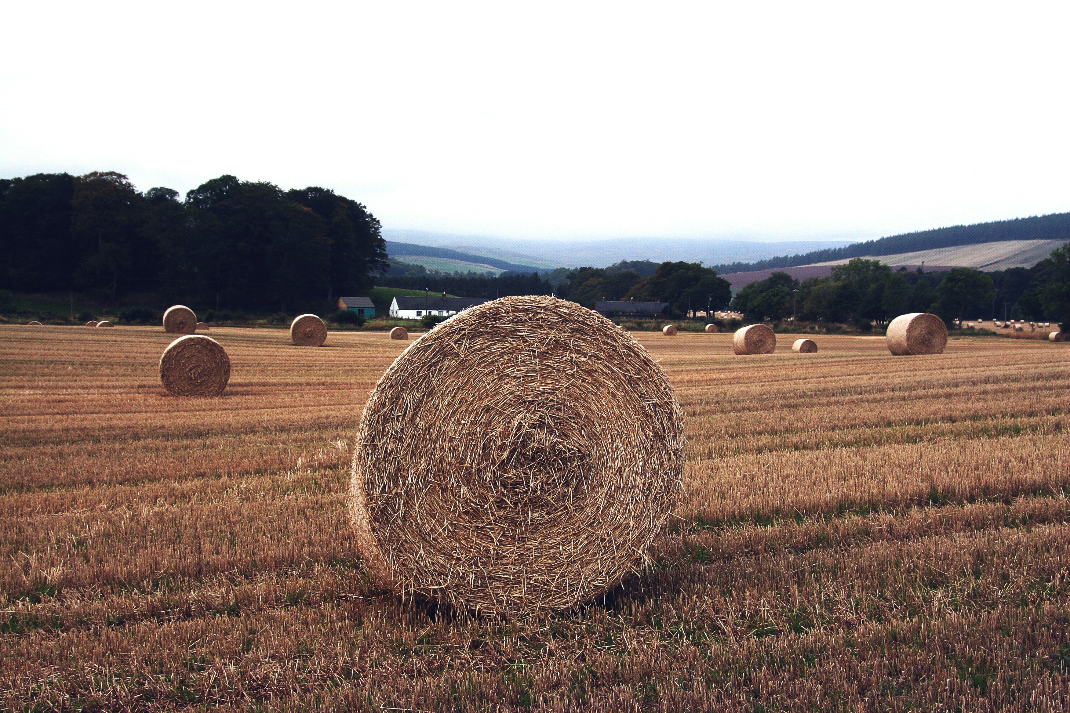 Round hay bales scattered across a golden field under a soft, overcast sky, showcasing the beauty of rural farming landscapes.