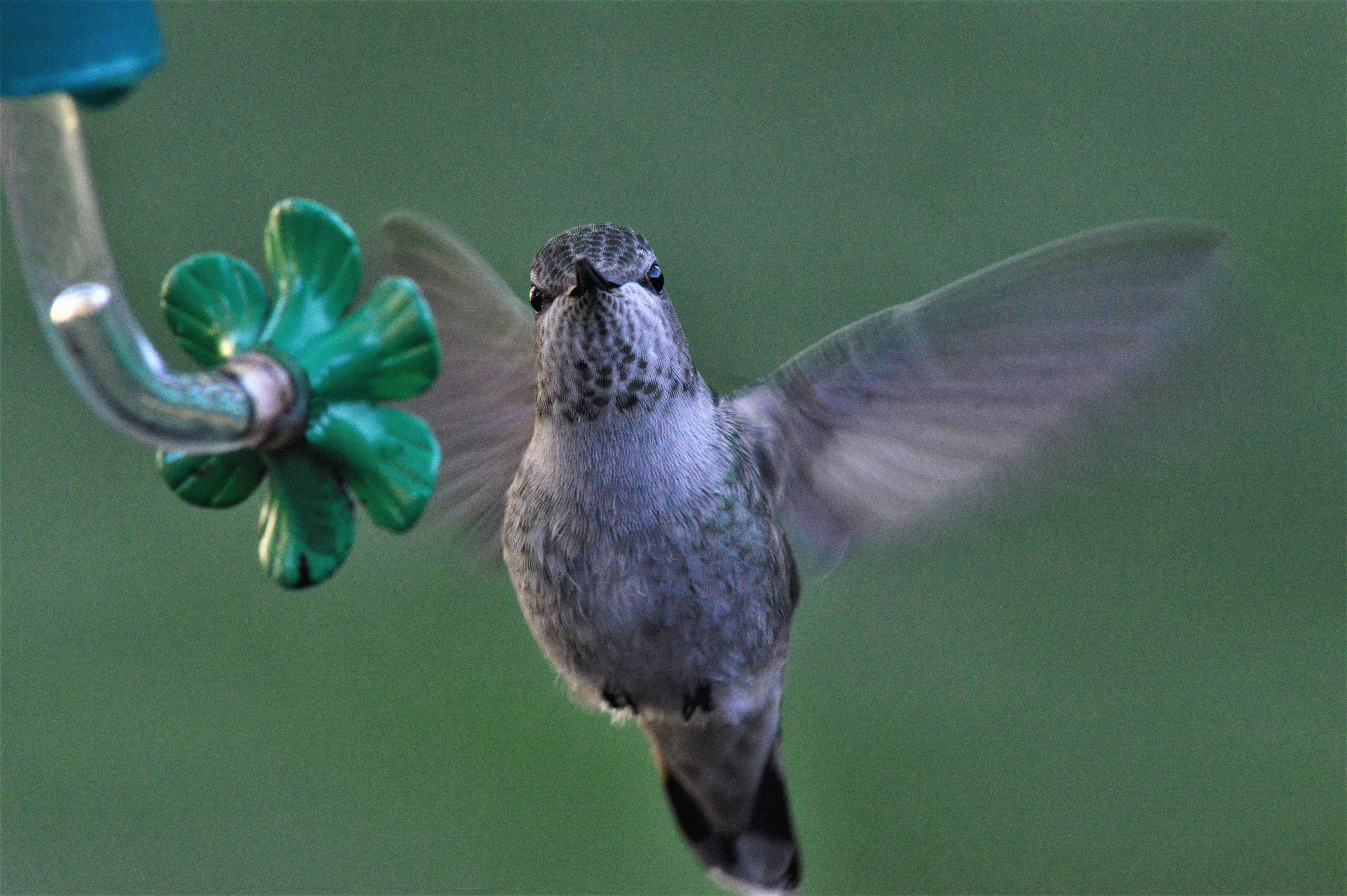 gray hummingbird photo – Free Wa Image on Unsplash