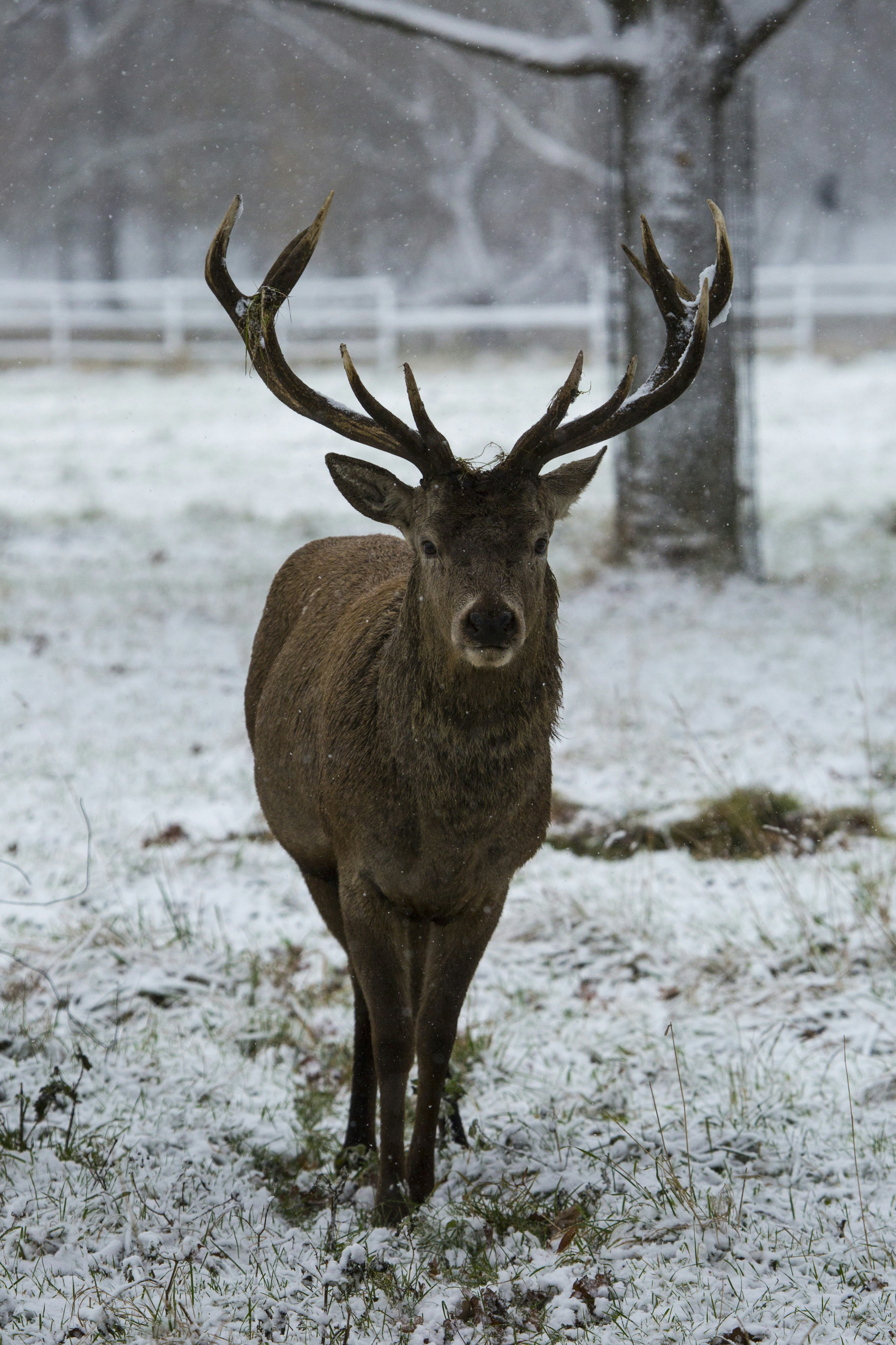 A regal stag stands prominently in a snowy landscape, its antlers adorned with frost, embodying the tranquility of winter. Snowflakes gently fall around it.