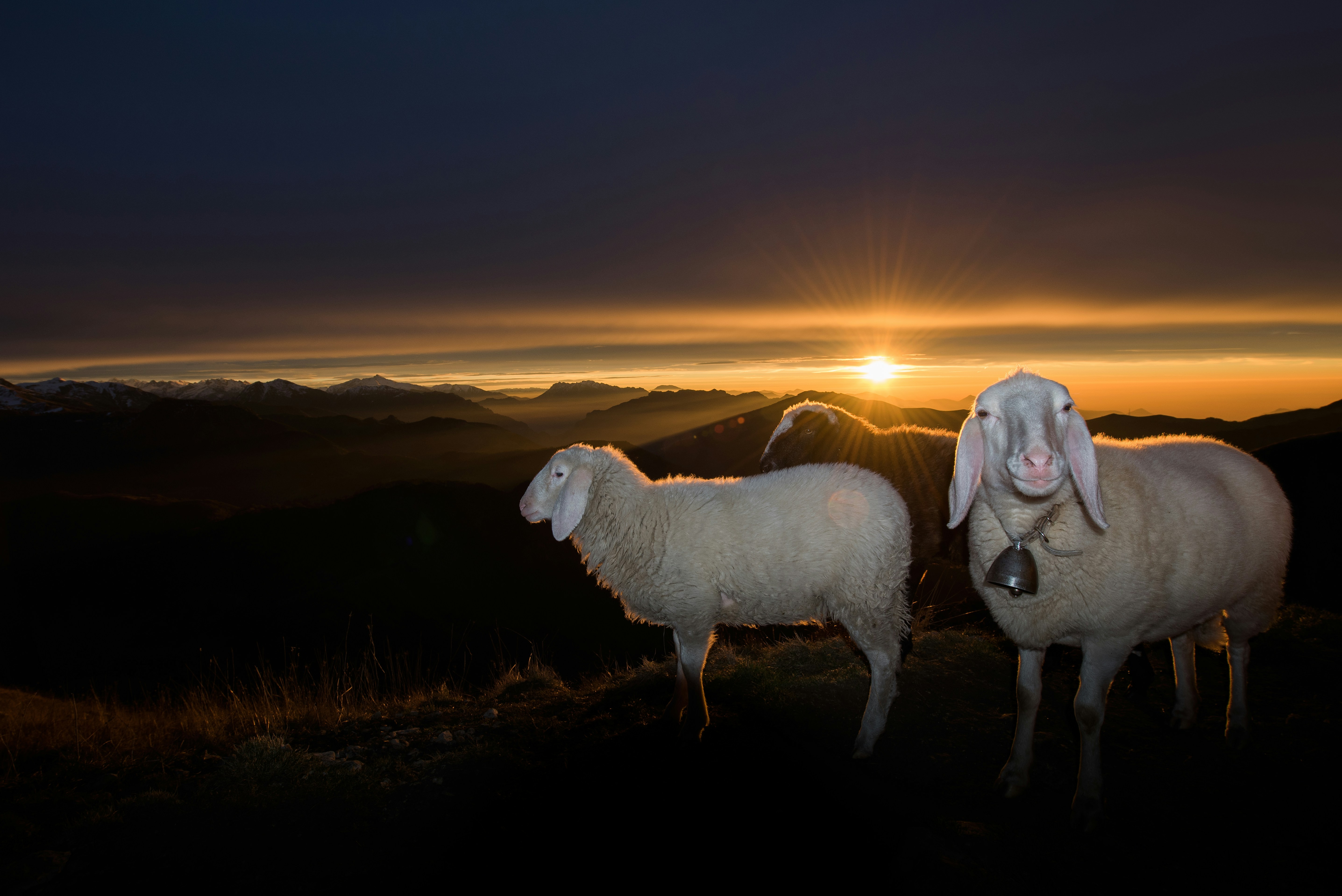 Some sheep greeting the sunrise (and me) on Monte Due Mani mount.