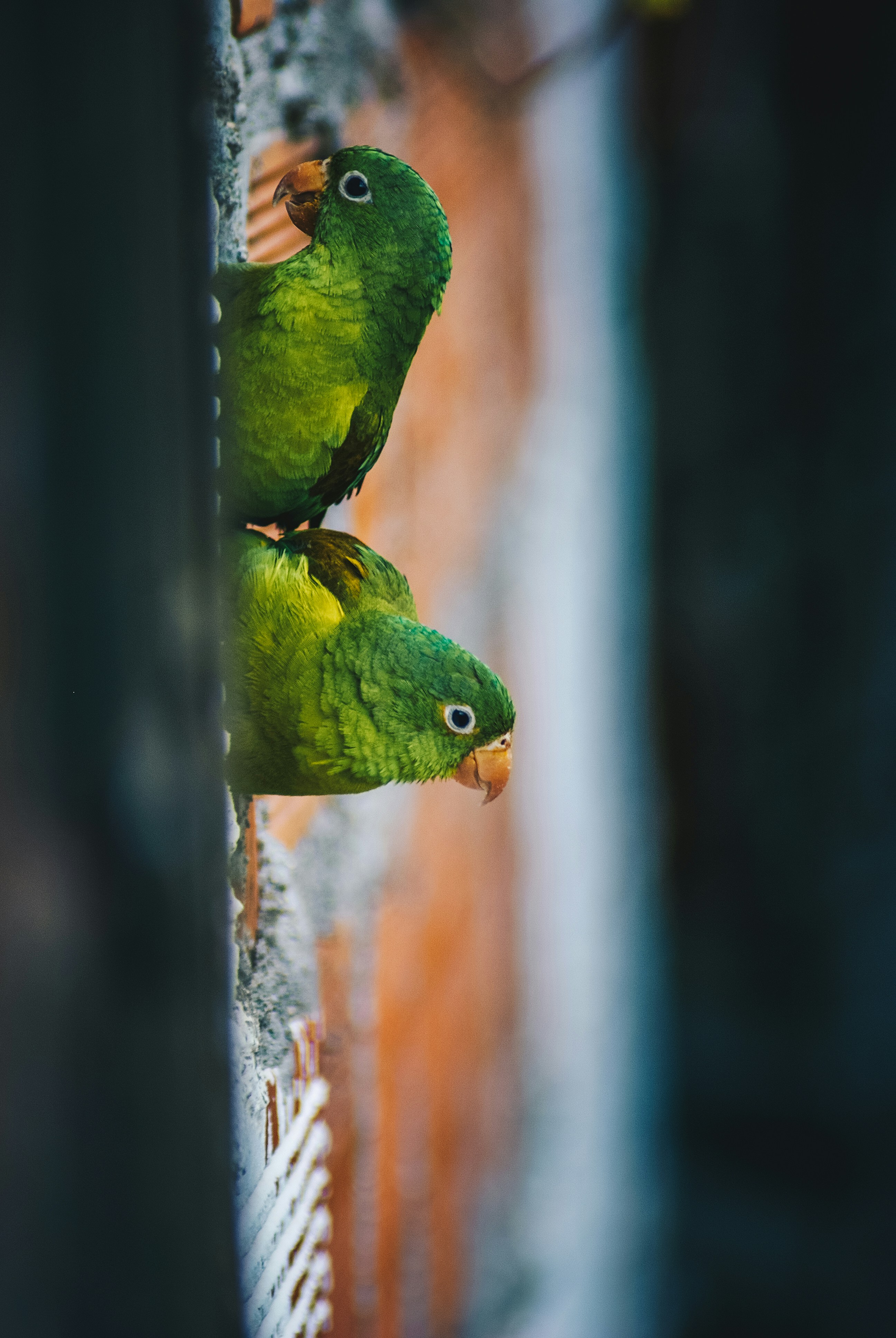 Two vibrant green parrots cling to a vertical crevice, their bright plumage contrasting with the dark edges and warm orange brick in the background.