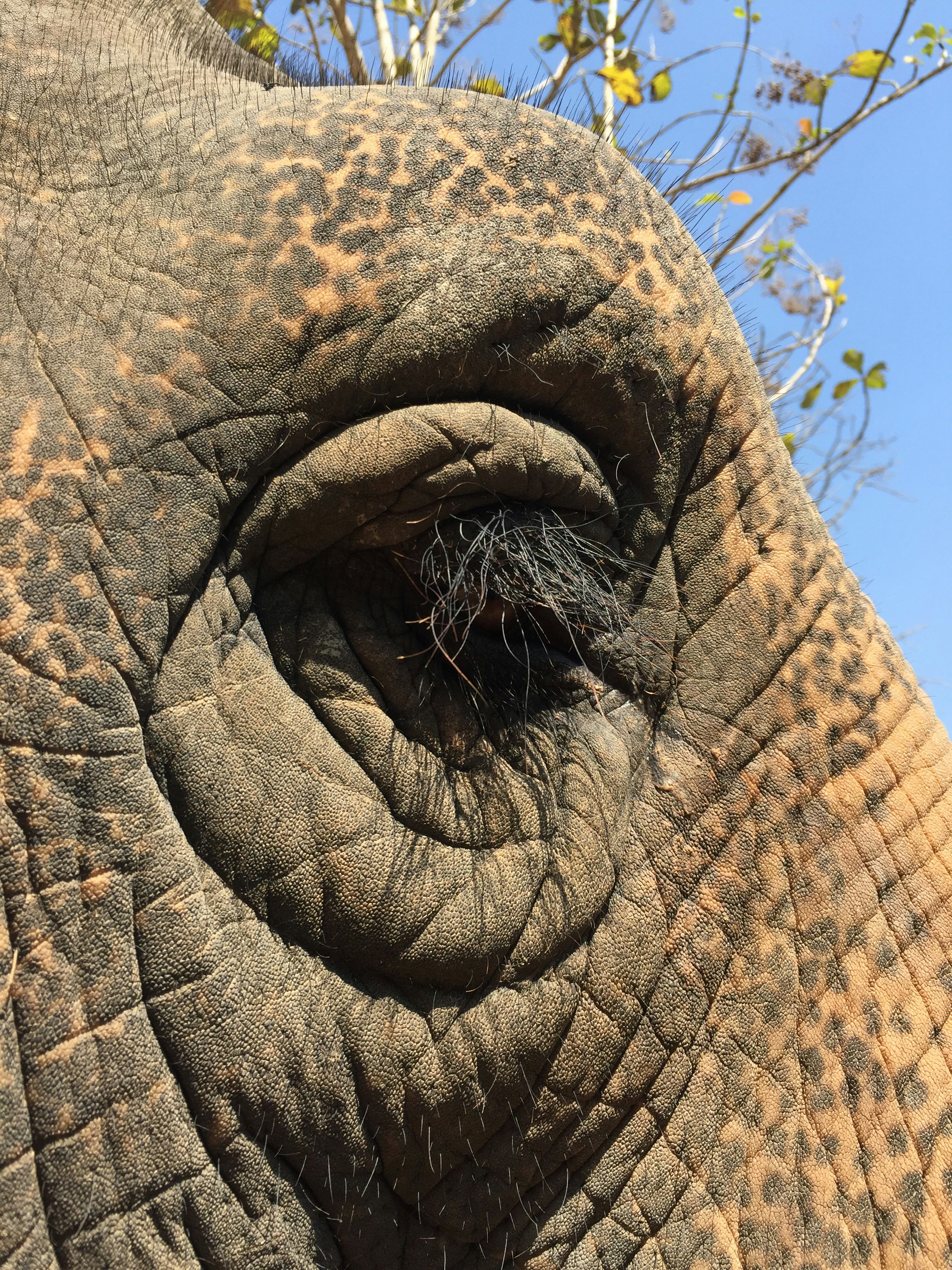 Gilded Gaze: A Close-Up on an Elephant's Weathered Eye
