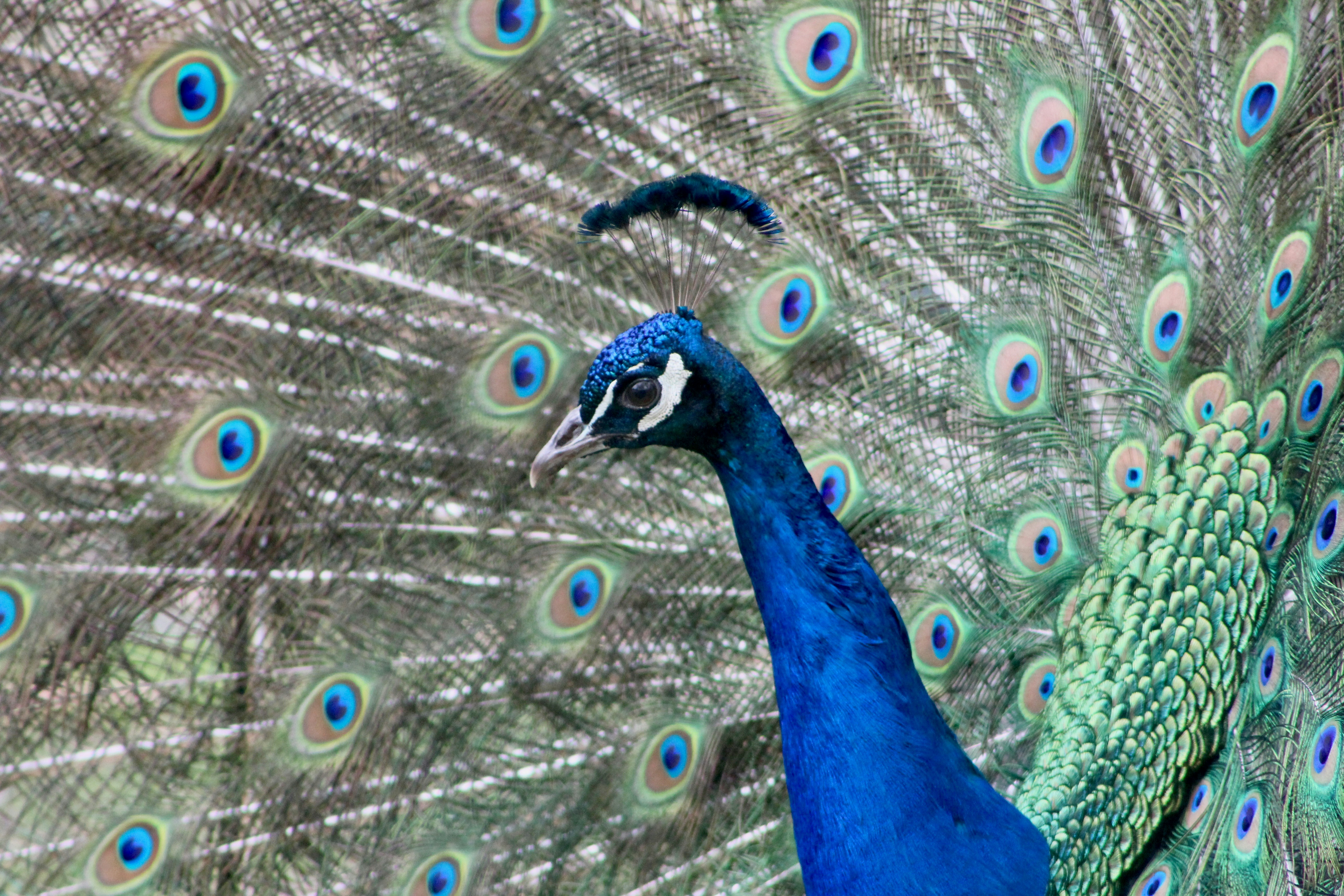 Peacock Closeup